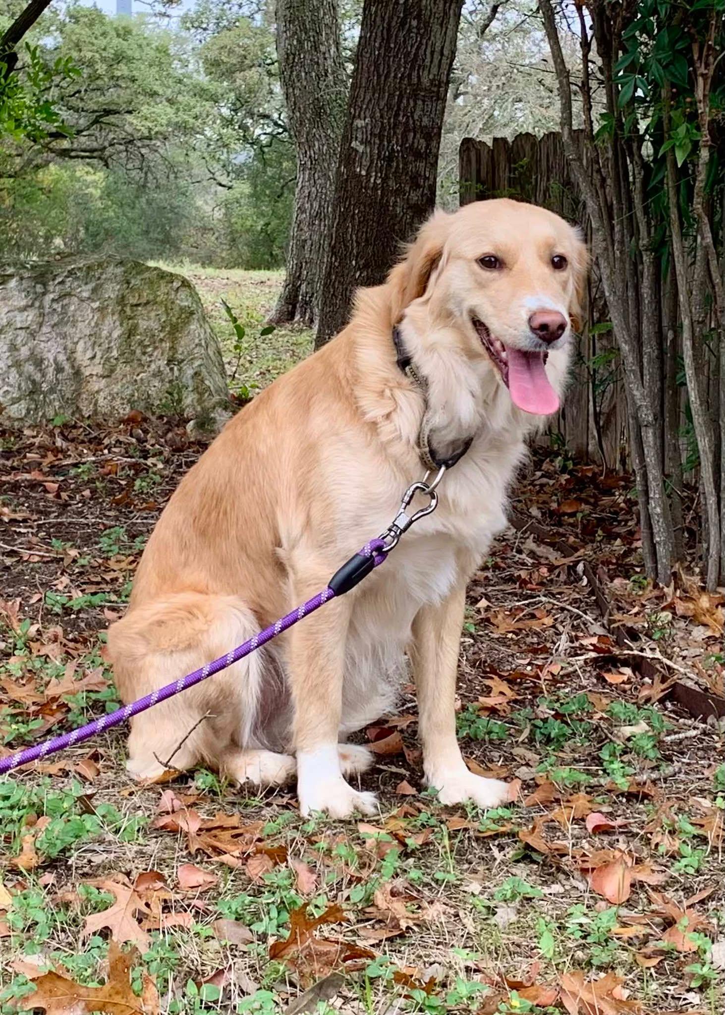 Dog for adoption - Goldie- Please read her entire story before applying ...