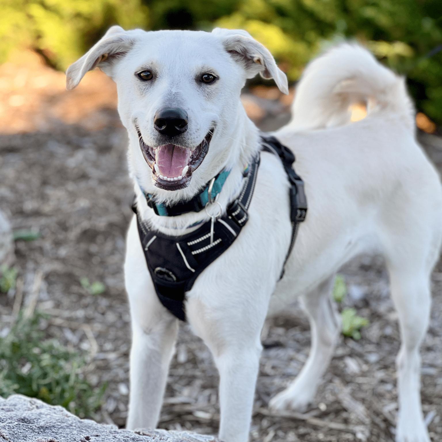 Dog for adoption - Vanilla, a Labrador Retriever Mix in Mead, CO ...