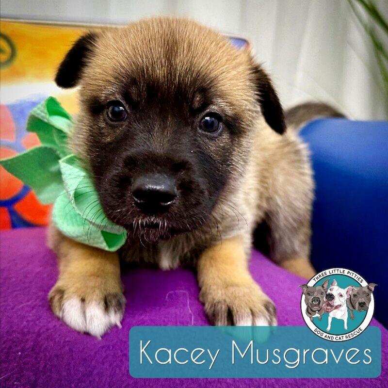 Dog for adoption - Kacey Musgraves Rodeo, a German Shepherd Dog & Labrador Retriever Mix in ...
