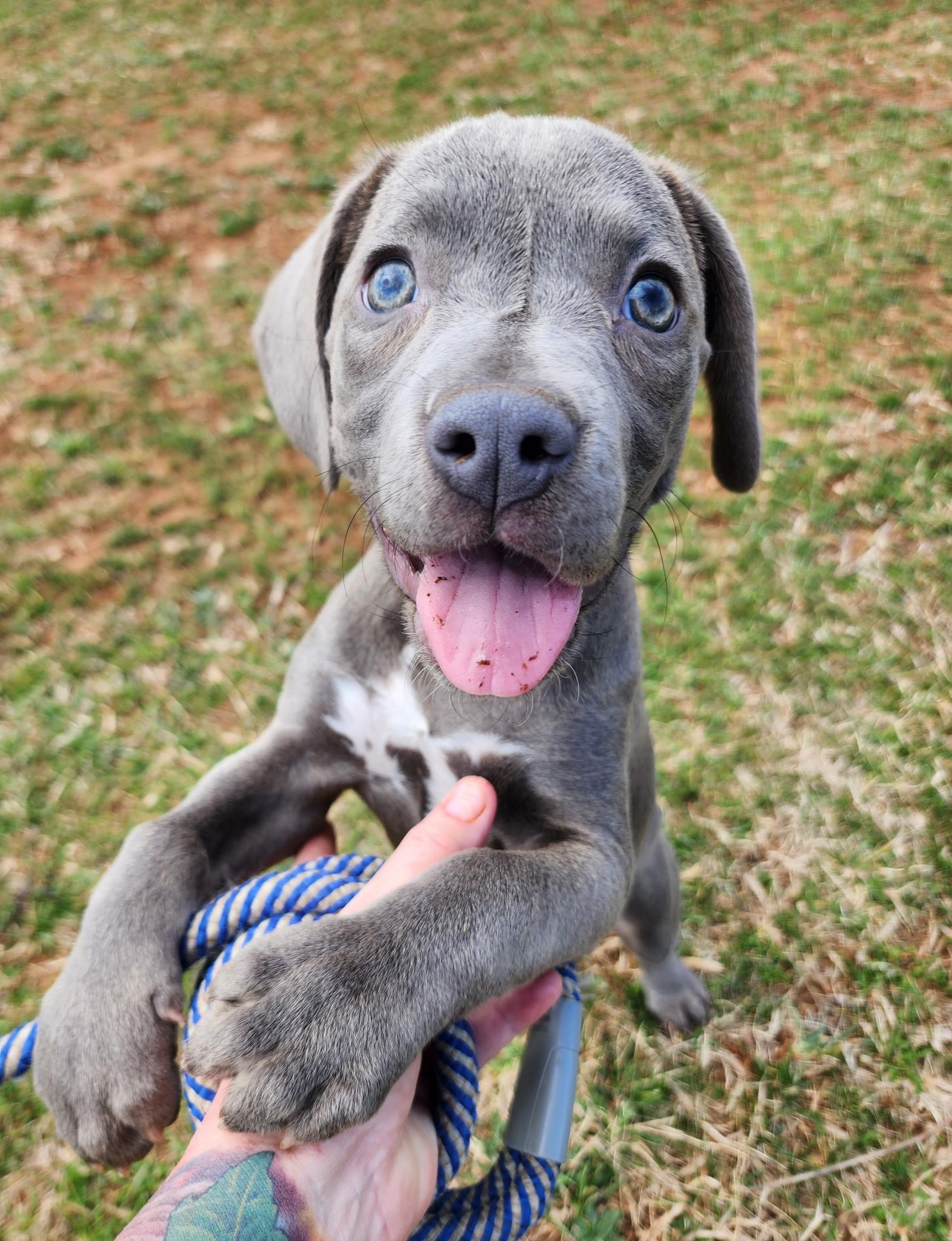 Dog for adoption - L pups, a Weimaraner & Pit Bull Terrier Mix in ...