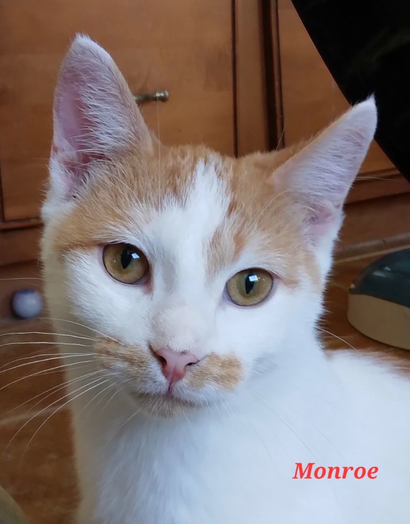 Cat for adoption - Monroe, a Domestic Short Hair in Colfax, IA | Petfinder