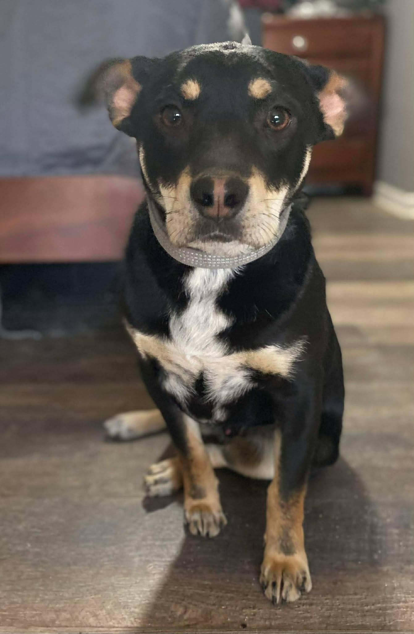 Joshua - Adoptable Pet | Petfinder | Petfinder