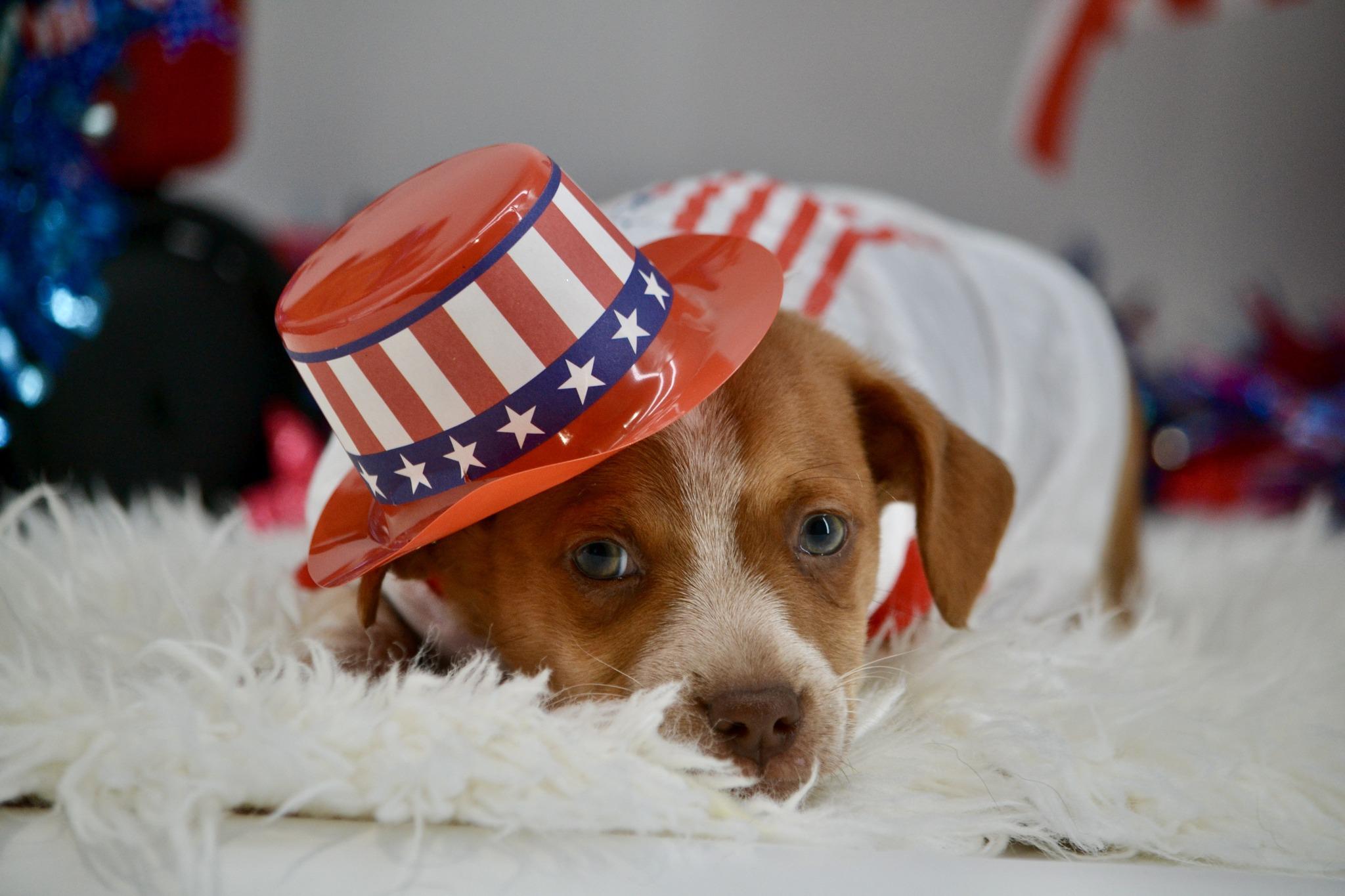 Dog for adoption - Kaboom, an Australian Cattle Dog / Blue Heeler in ...