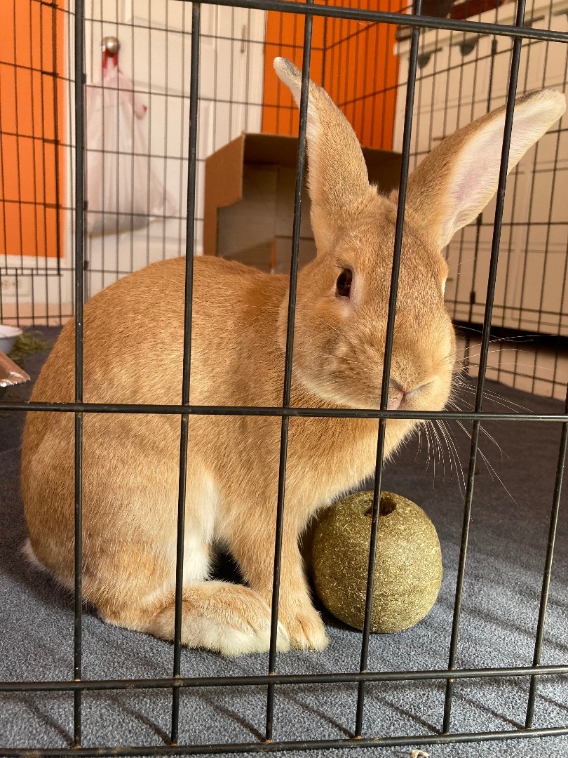 Rabbit for adoption - Benjamin, a Bunny Rabbit in Chapin, SC | Petfinder