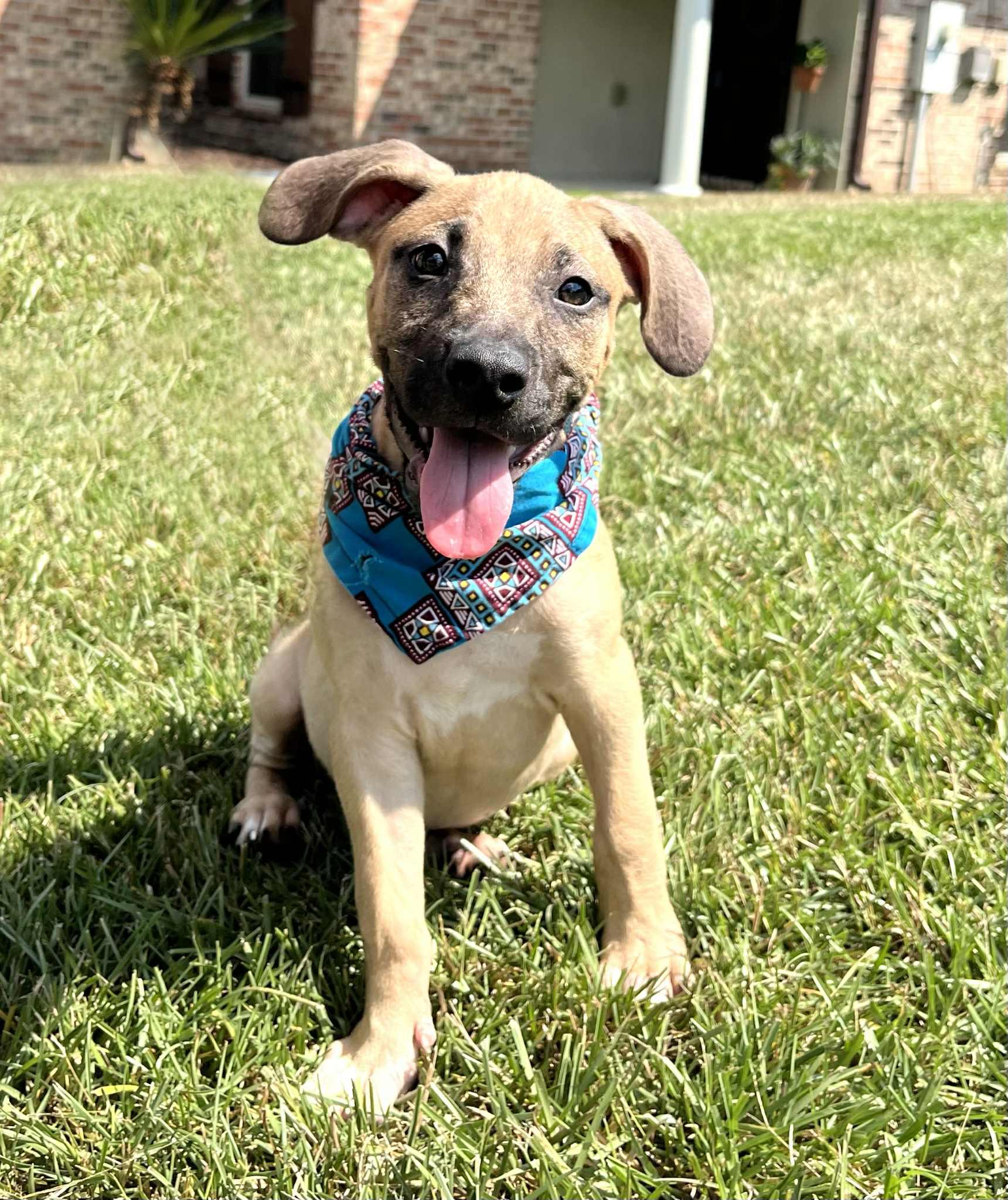 Dog for adoption - Jack, a Black Mouth Cur Mix in Milton, FL | Petfinder