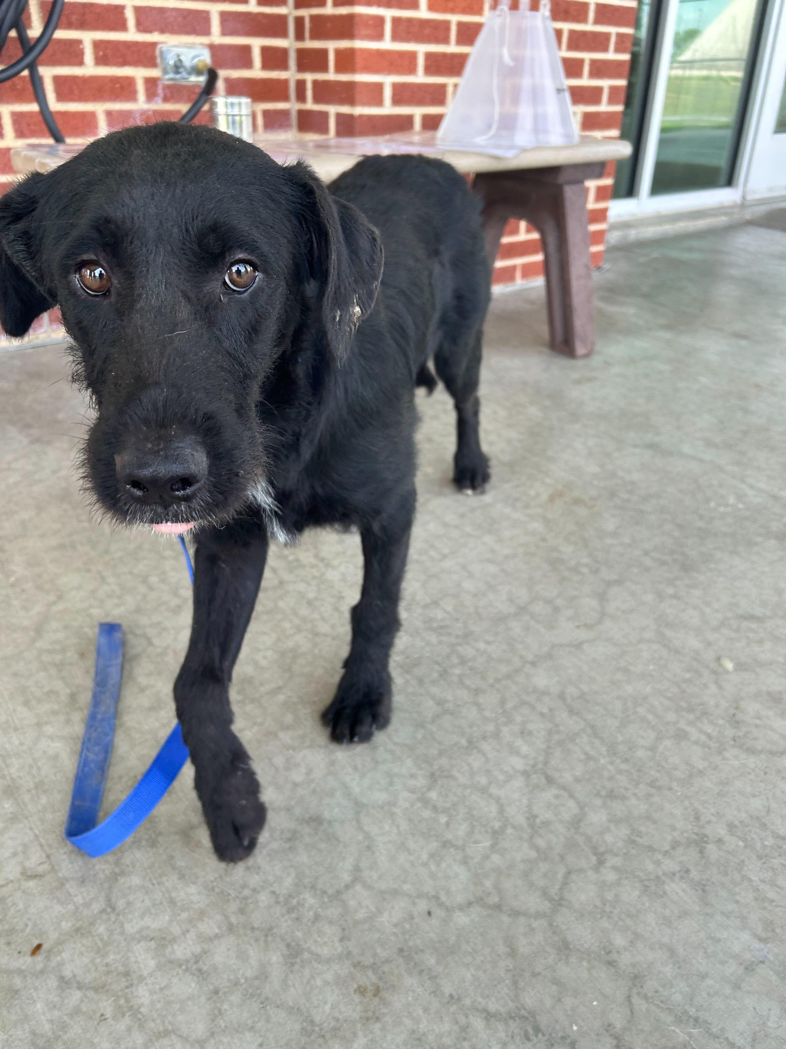 Dog for adoption - Uriel, a Miniature Schnauzer & Black Labrador ...