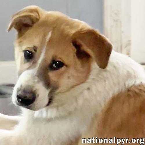 Dog for adoption - Grayson in OH - Gentle, Quiet & Sweet!, a Great ...