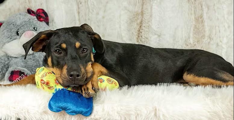 Dog for adoption - Revlon, an American Staffordshire Terrier & Labrador ...