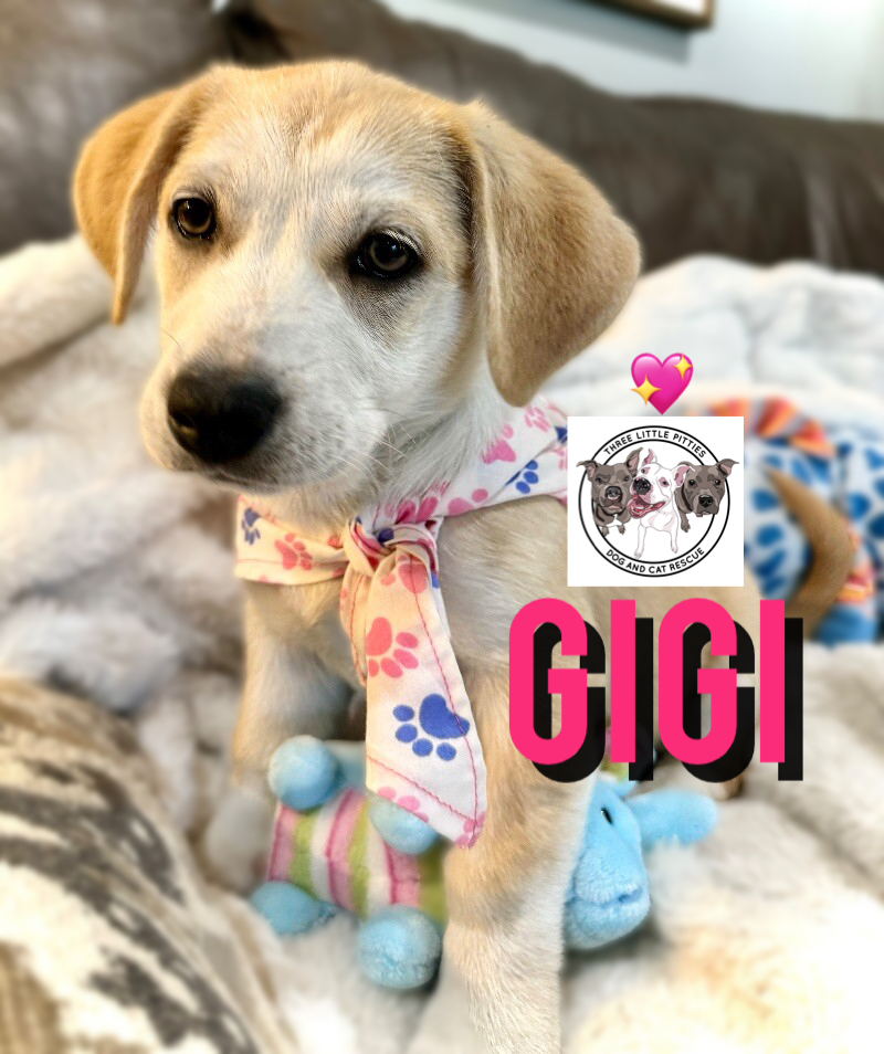 Dog for adoption - Gigi West Little Angel, a Labrador Retriever ...