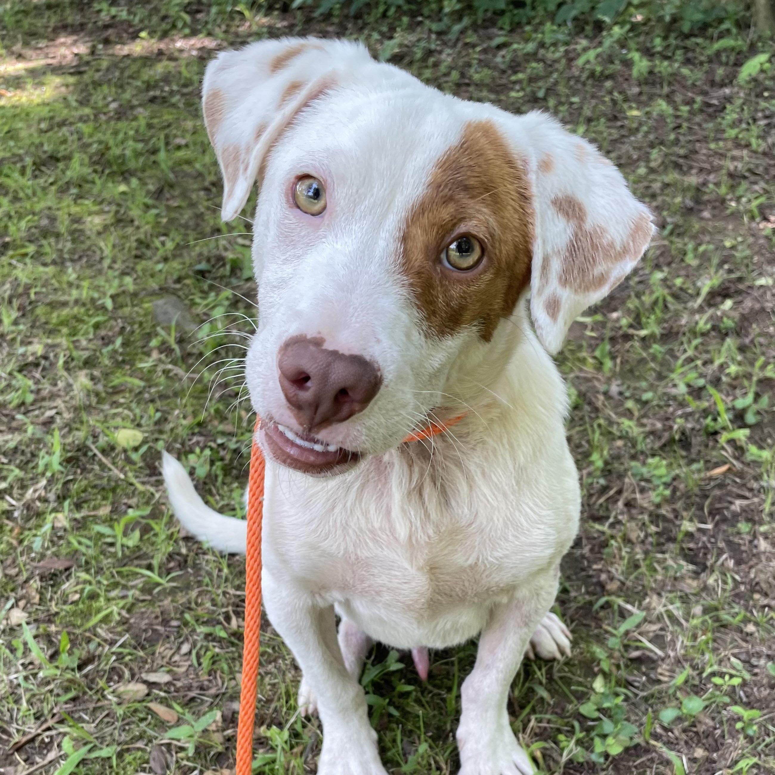 Dog for adoption - Dean, a Spaniel Mix in Heber Springs, AR | Petfinder