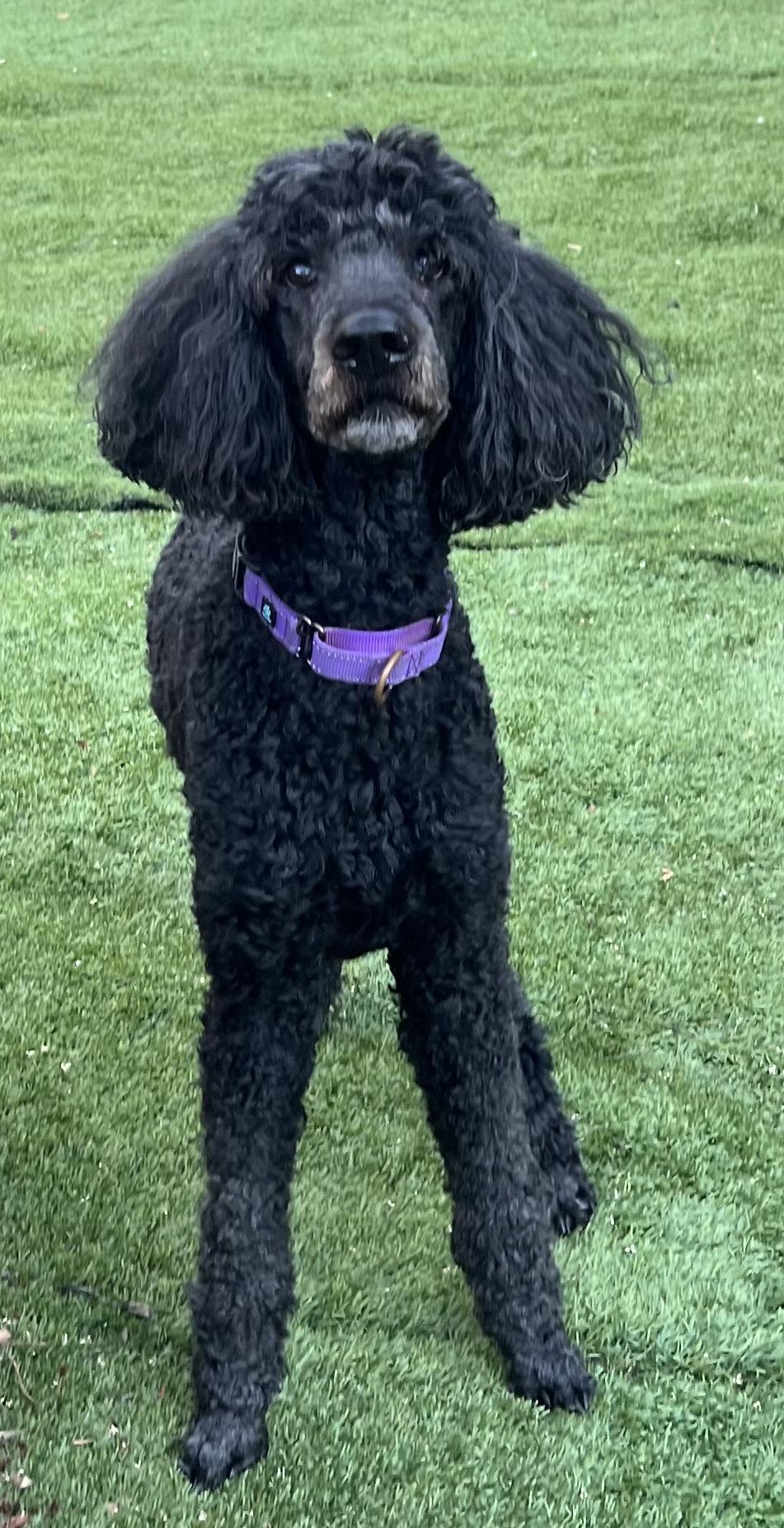 Dog for adoption - :Lord Bristol, a Standard Poodle in Carlsbad, CA ...