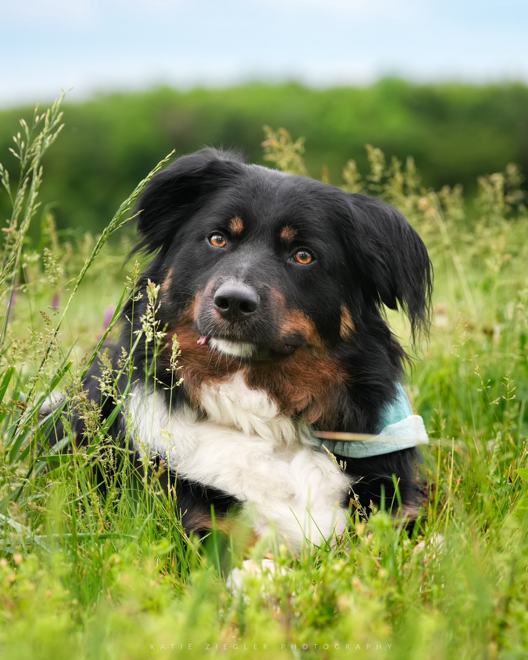 ARMA’s Aussies | Aussie Rescue of the Mid-Atlantic