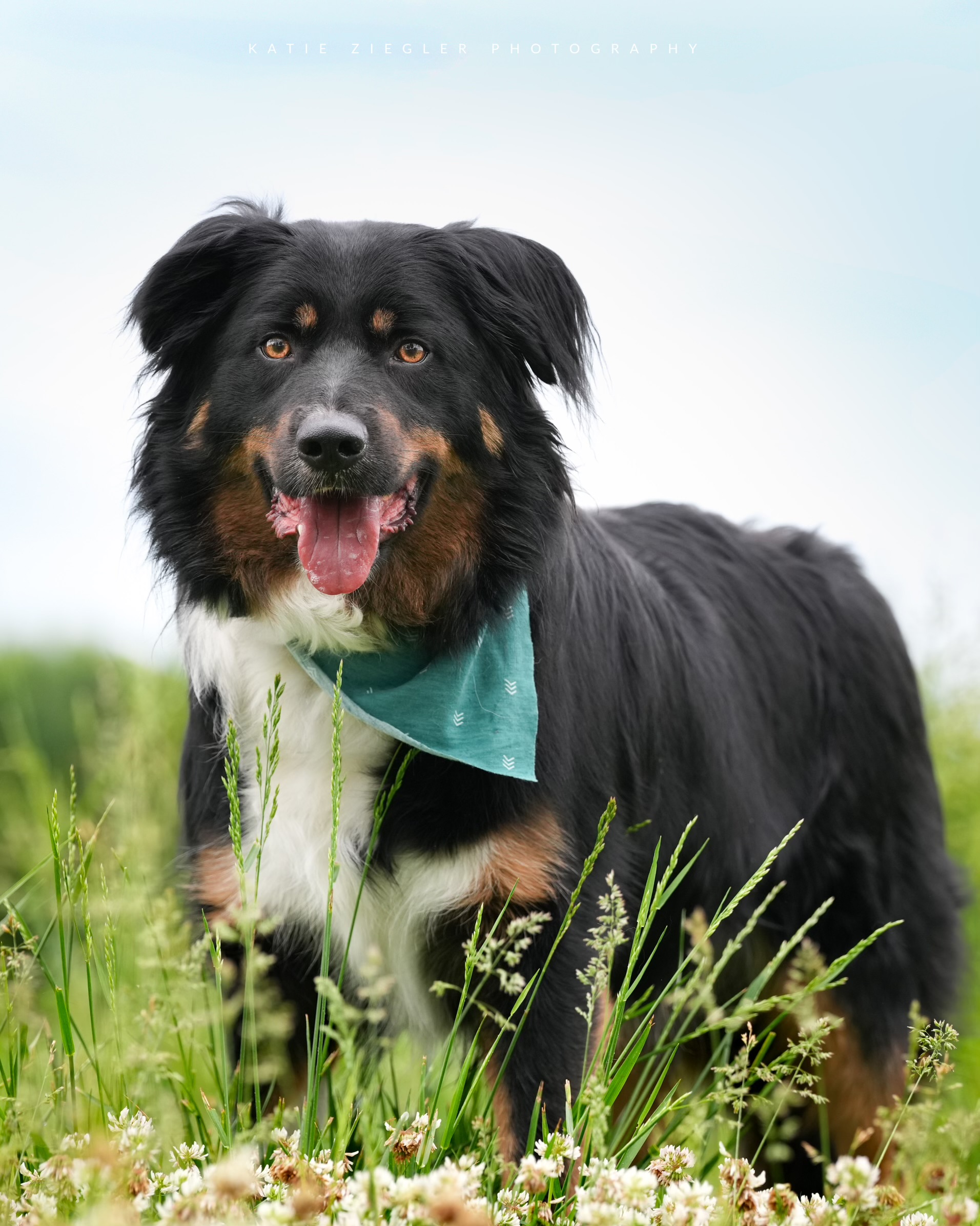 ARMA’s Aussies | Aussie Rescue of the Mid-Atlantic