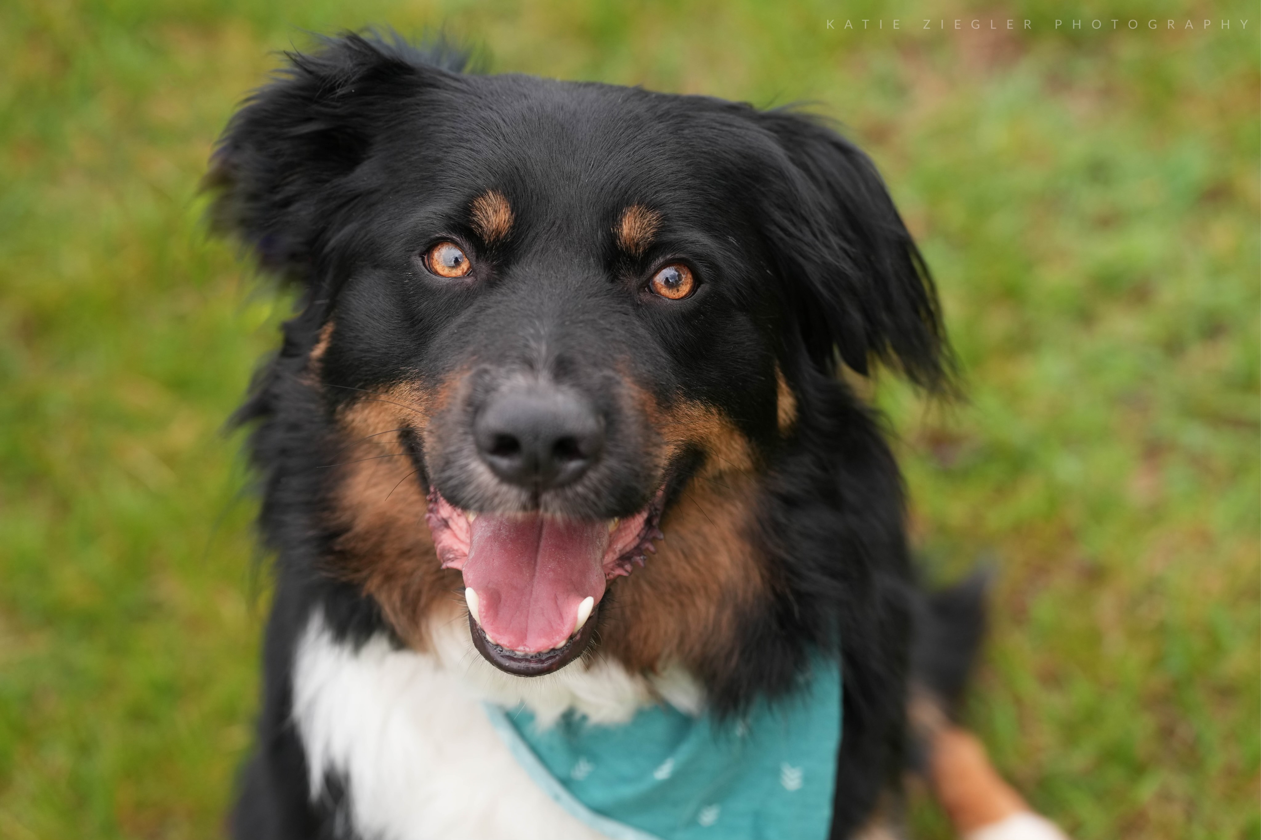 ARMA’s Aussies | Aussie Rescue of the Mid-Atlantic