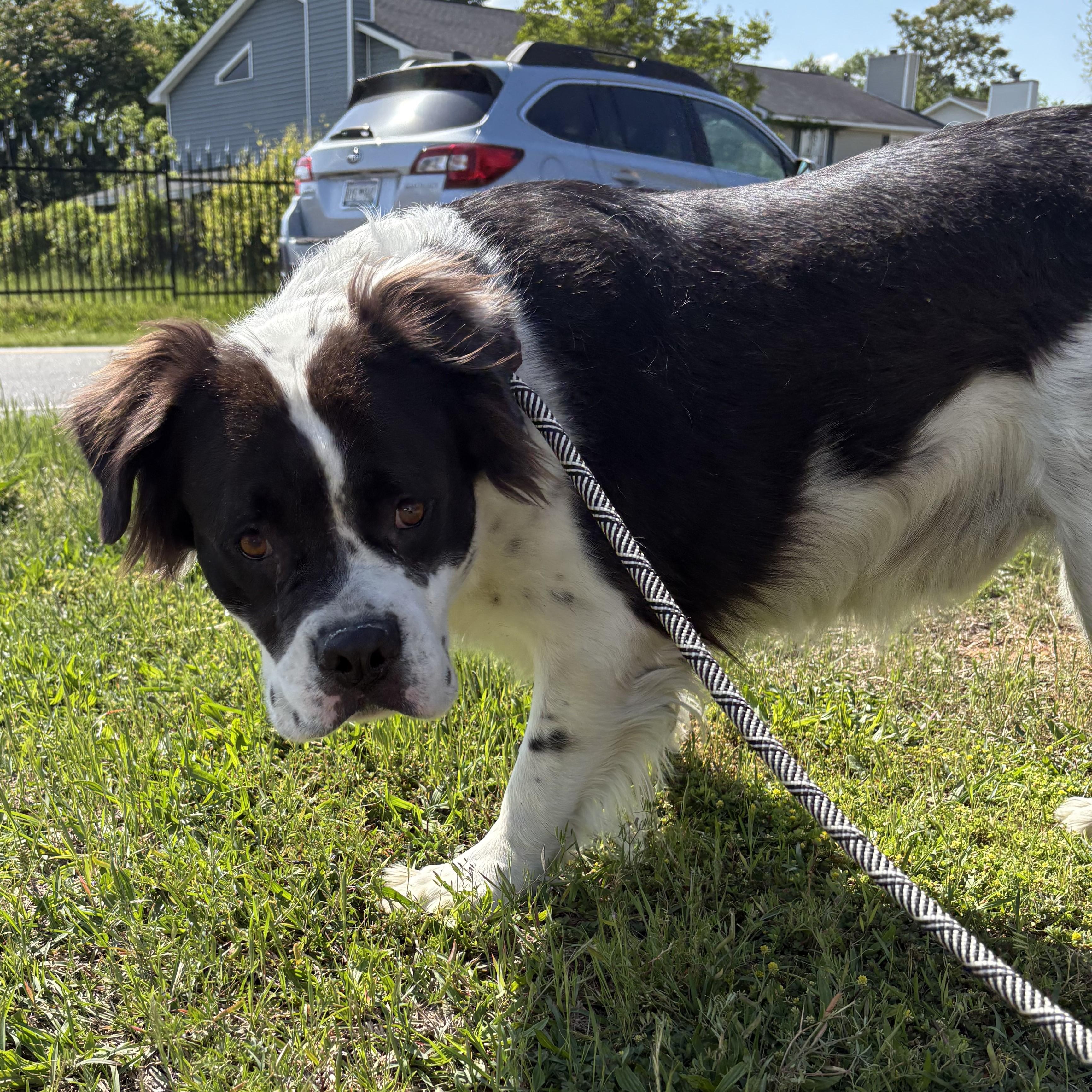 Dog for adoption - Puchy, a Spaniel & Bulldog Mix in Milford, CT ...