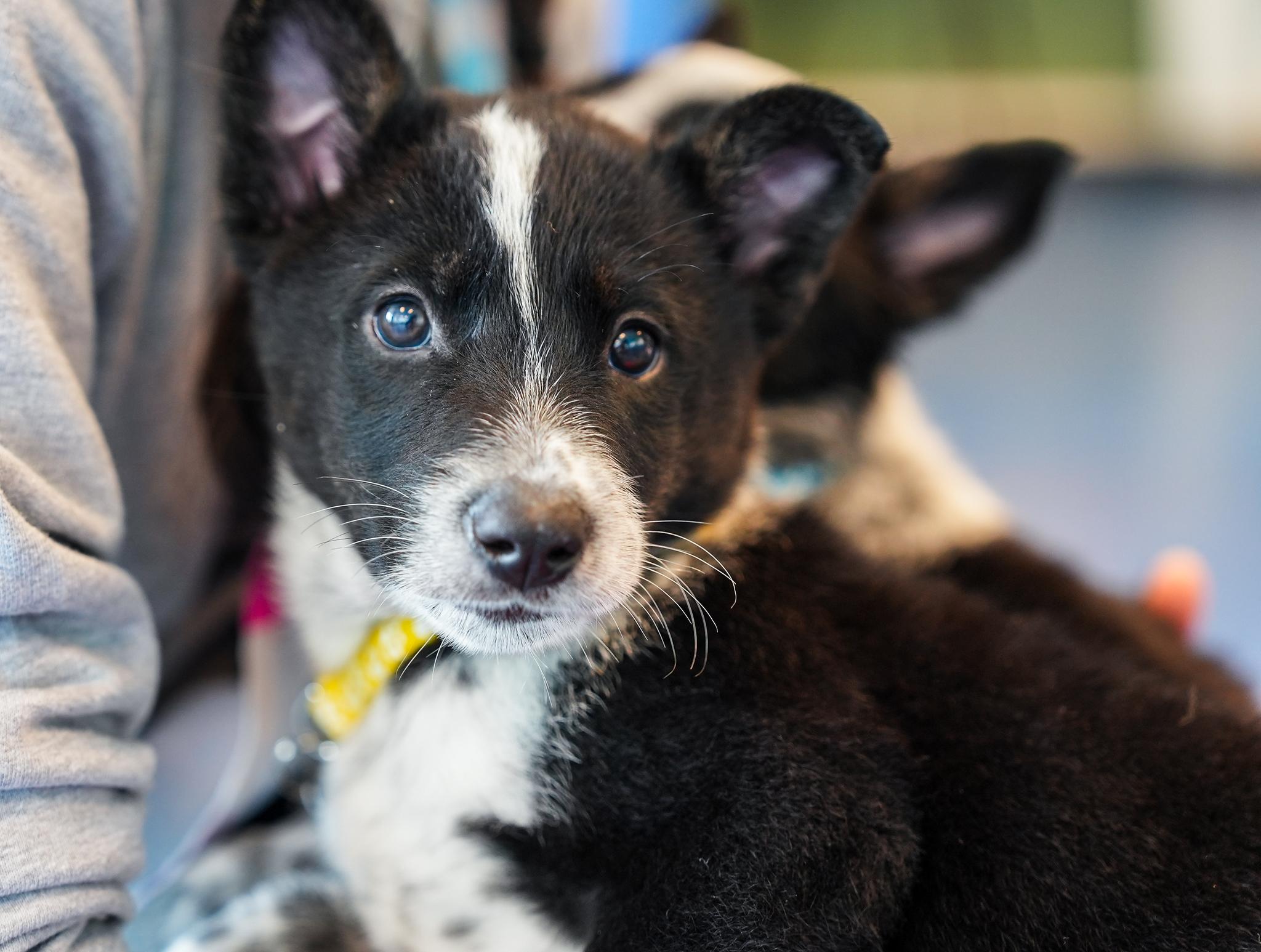 Dog for adoption - Macchiato, an Australian Cattle Dog / Blue Heeler ...