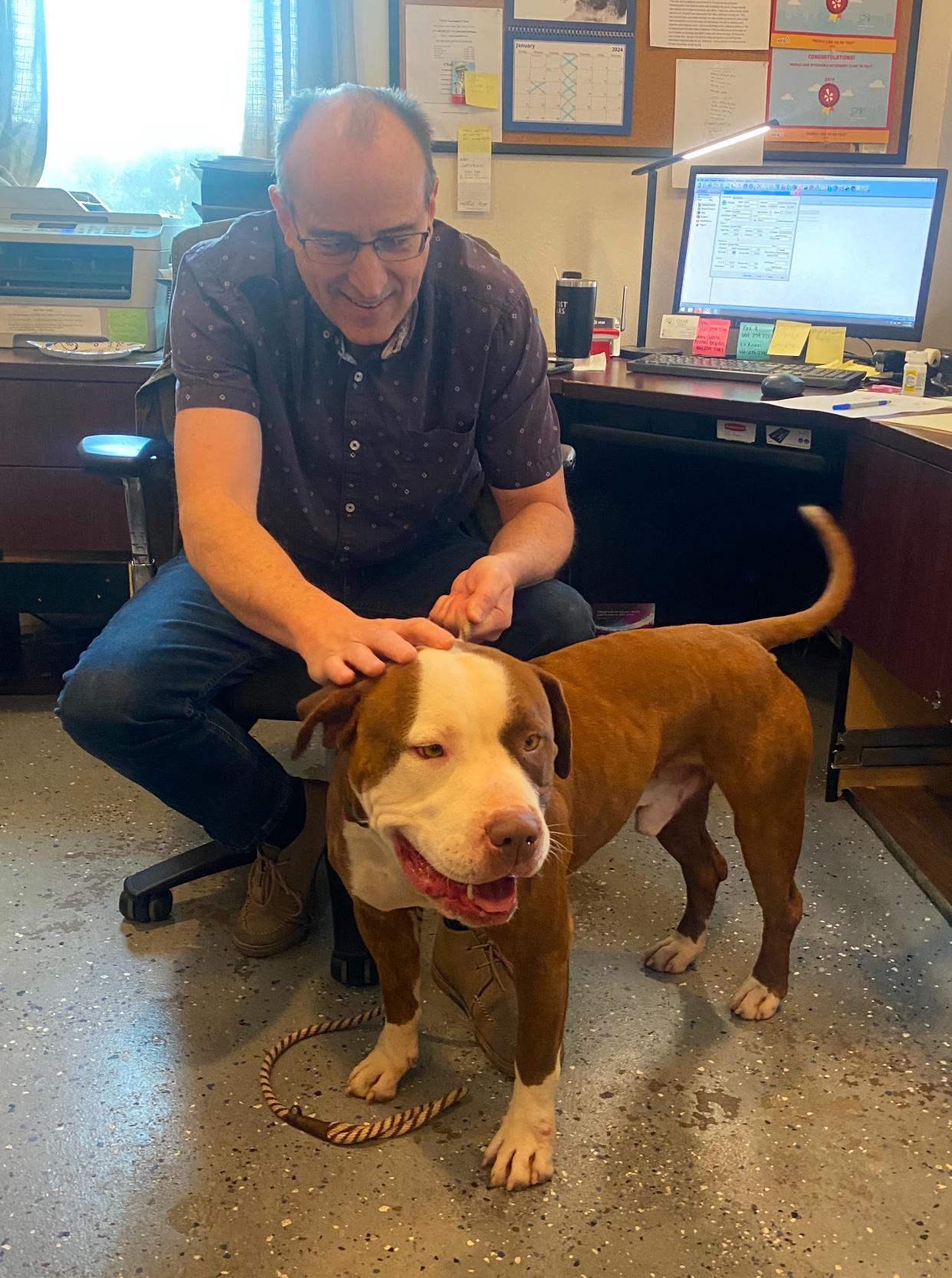 Dog for adoption - Chipotle handsome sweetheart, an American ...