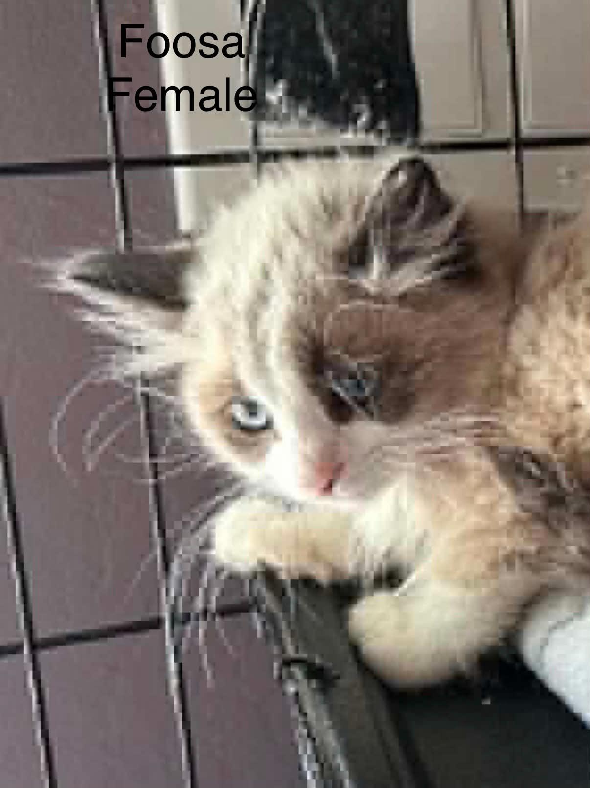 Foosa - Adoptable Pet | Petfinder | Petfinder
