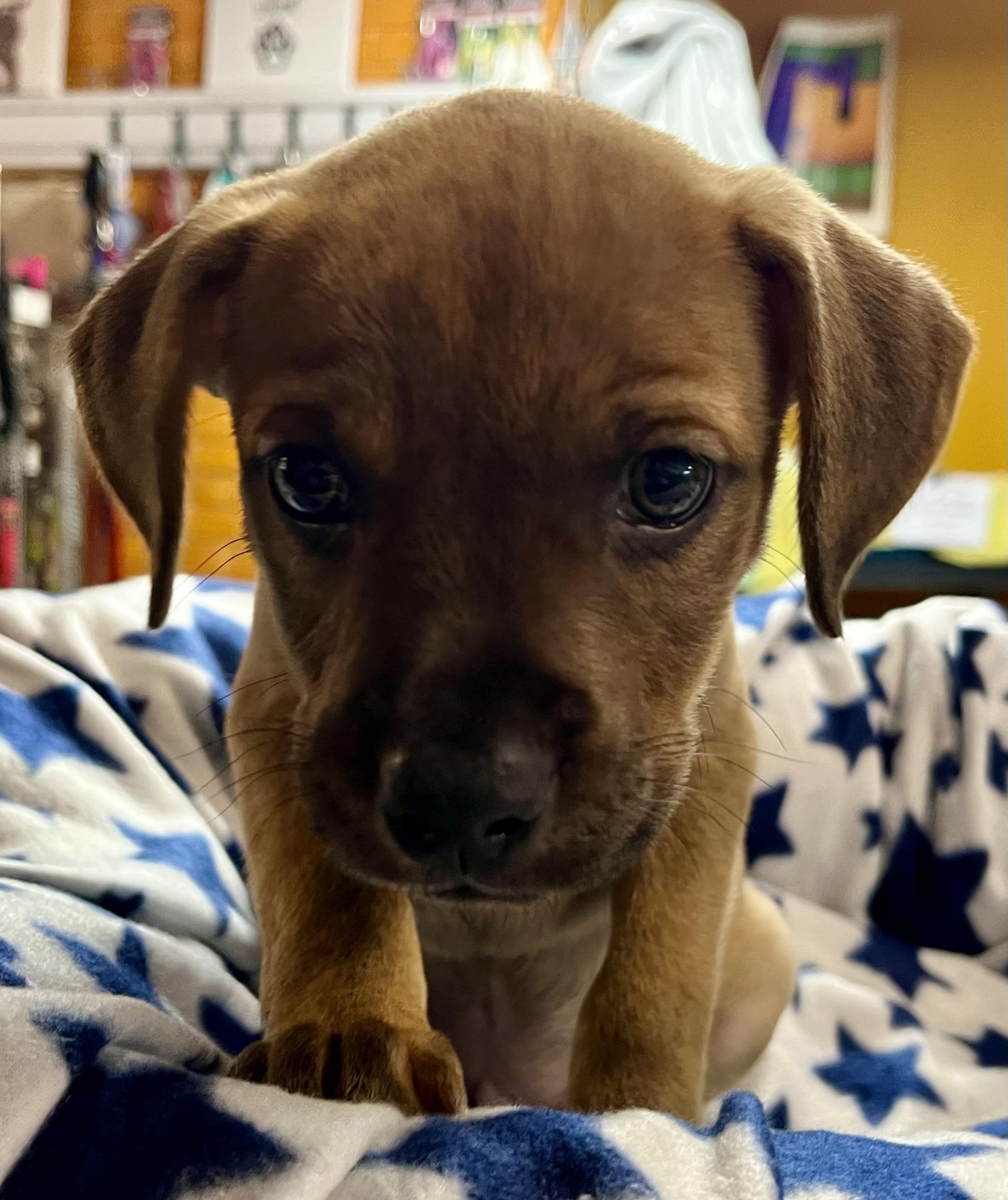 Dog for adoption - Carrie, a Shepherd & Labrador Retriever Mix in Madison Heights, MI | Petfinder