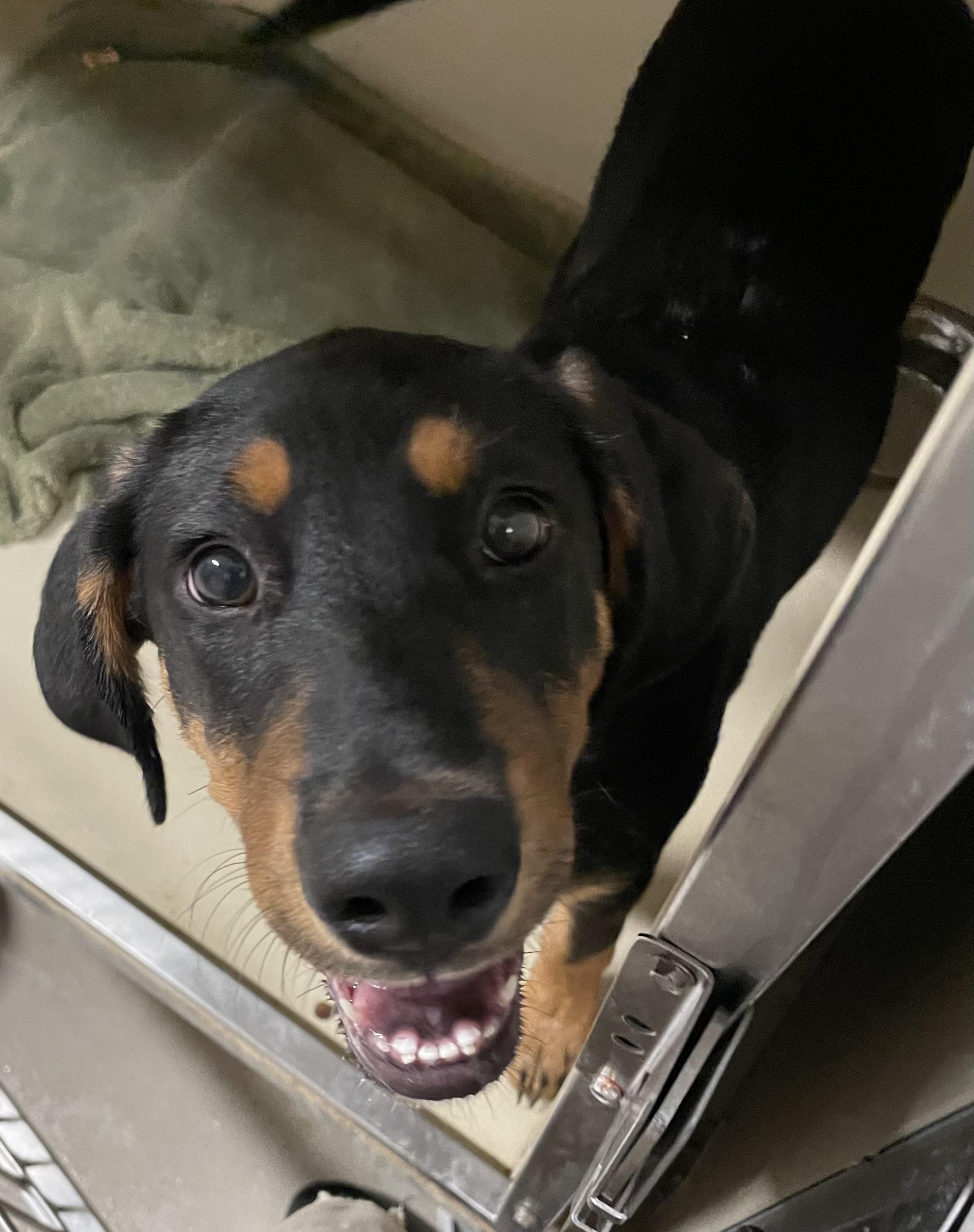 Dog for adoption - Stewie AVAILABLE, a Terrier Mix in Canton, OH ...