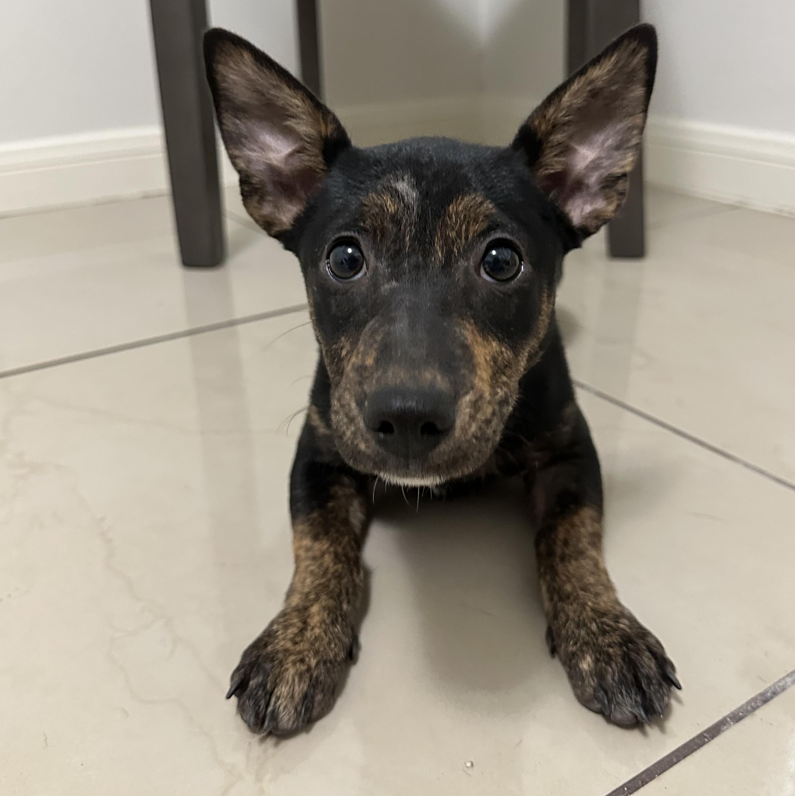 Dog for adoption - Zota, a Dachshund Mix in DENVER, CO | Petfinder