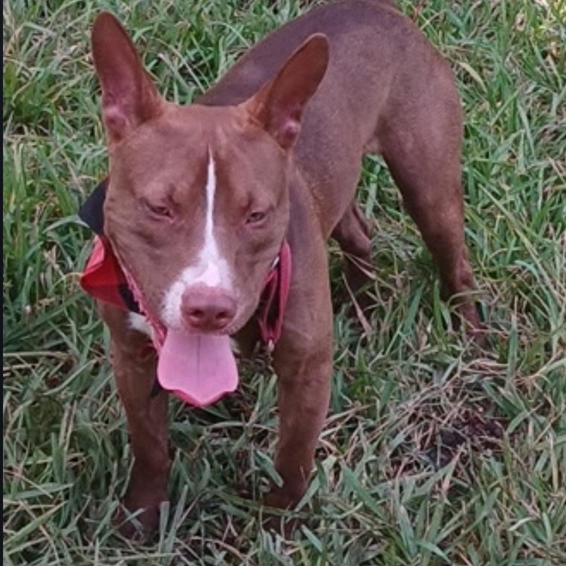 Dog for adoption - Lopie, a Mixed Breed in Hershey, PA | Petfinder