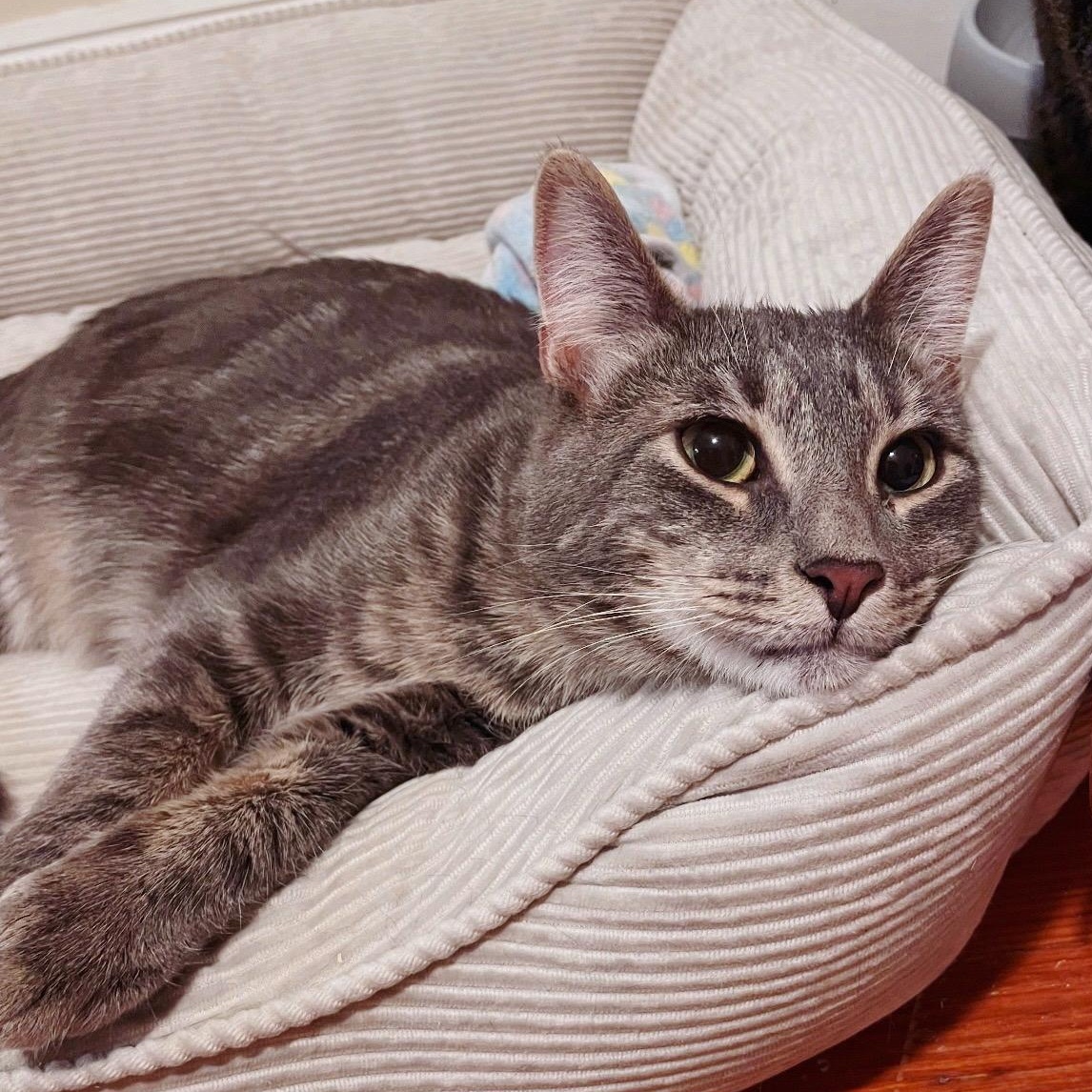 Cat for adoption - *BONDED BROTHERS* Sweet Howl & Mitch, an American ...