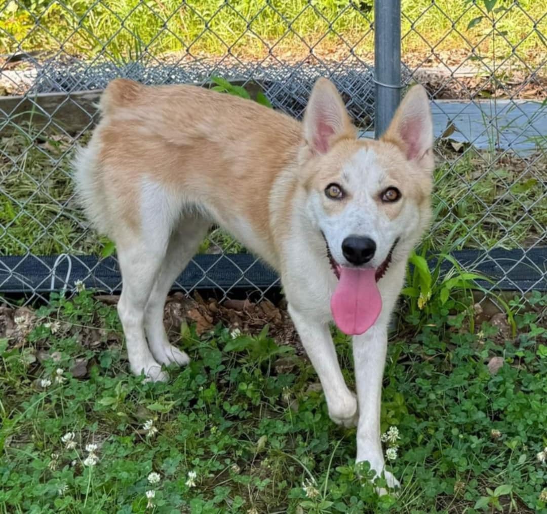 Dog for adoption - Iris, a Husky & Basenji Mix in Nashville, TN | Petfinder