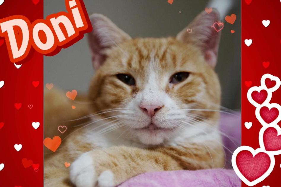 Cat for adoption - Doni, a Domestic Short Hair in Temple, PA | Petfinder