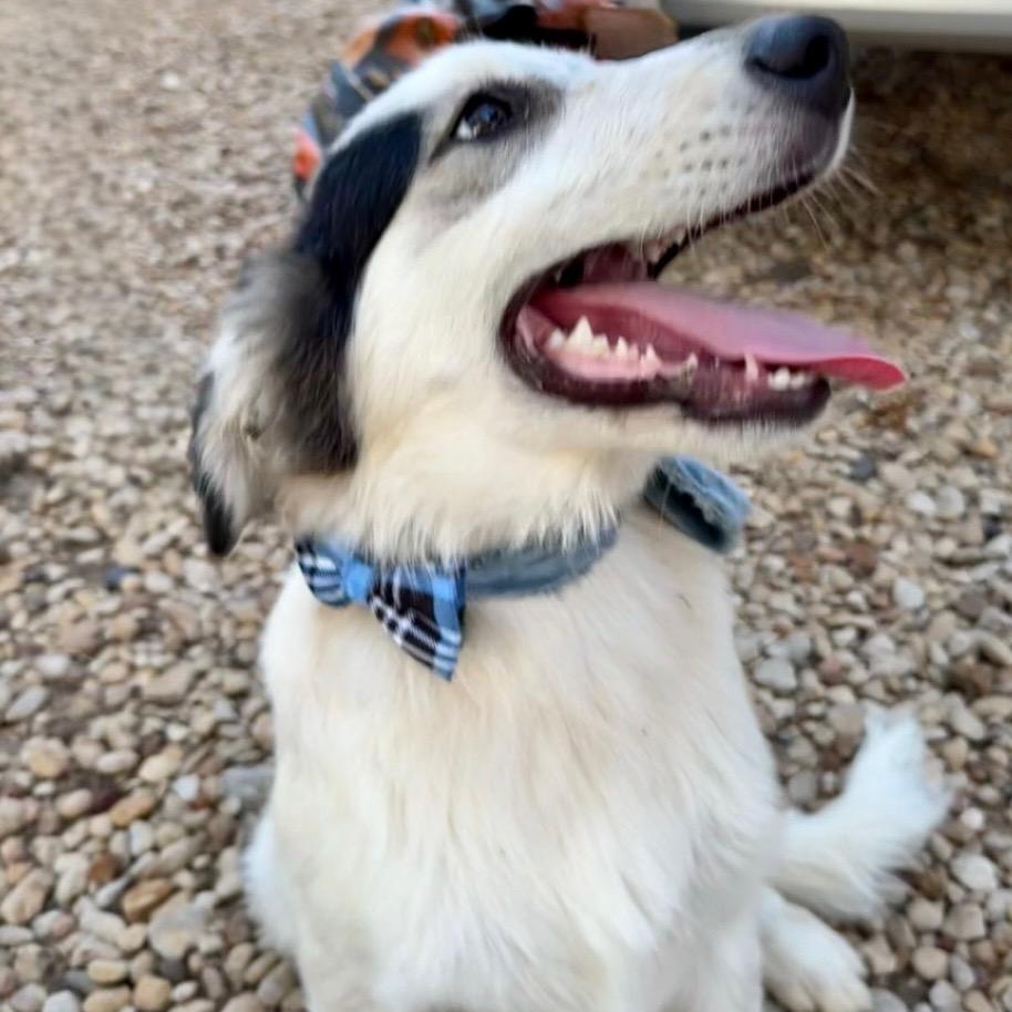 Dog for adoption - Ghost, a Great Pyrenees & Collie Mix in Mayfield, NY ...