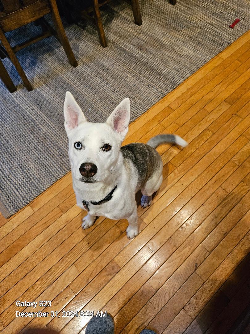 Dog for adoption - Layla, a German Shepherd Dog & Husky Mix in Nixa, MO ...