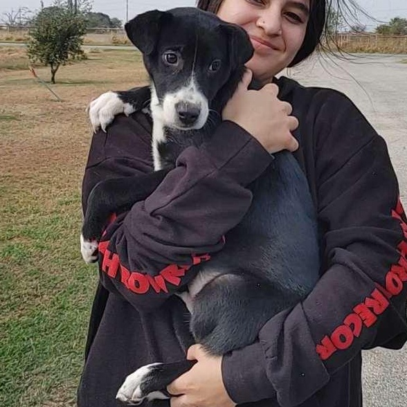 Dog for adoption - Chimi, a Border Collie & Terrier Mix in Victor, NY ...