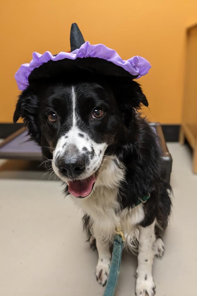 ADOPT - Whatcom Humane Society