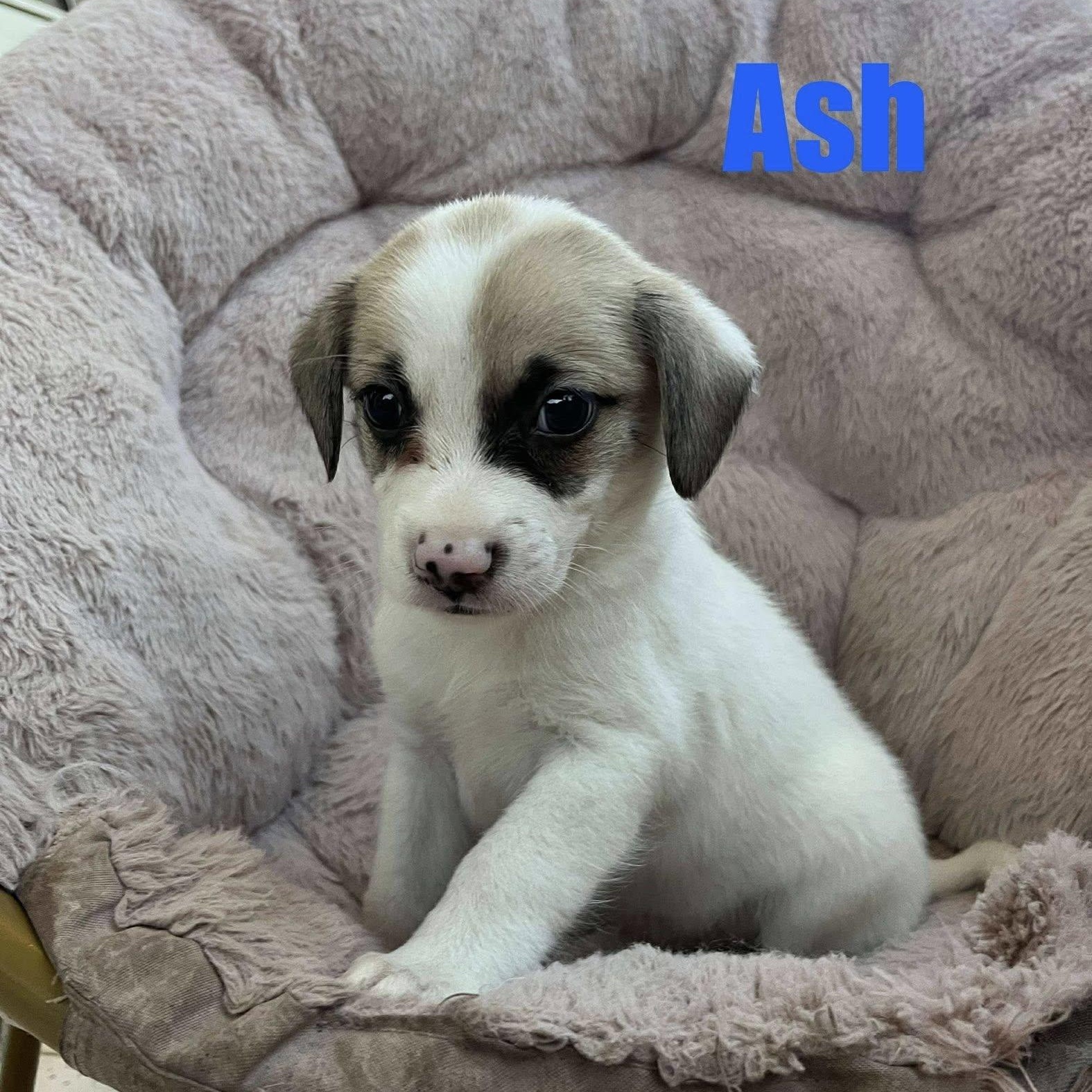 Dog for adoption - Ash, a Jack Russell Terrier & Chihuahua Mix in ...