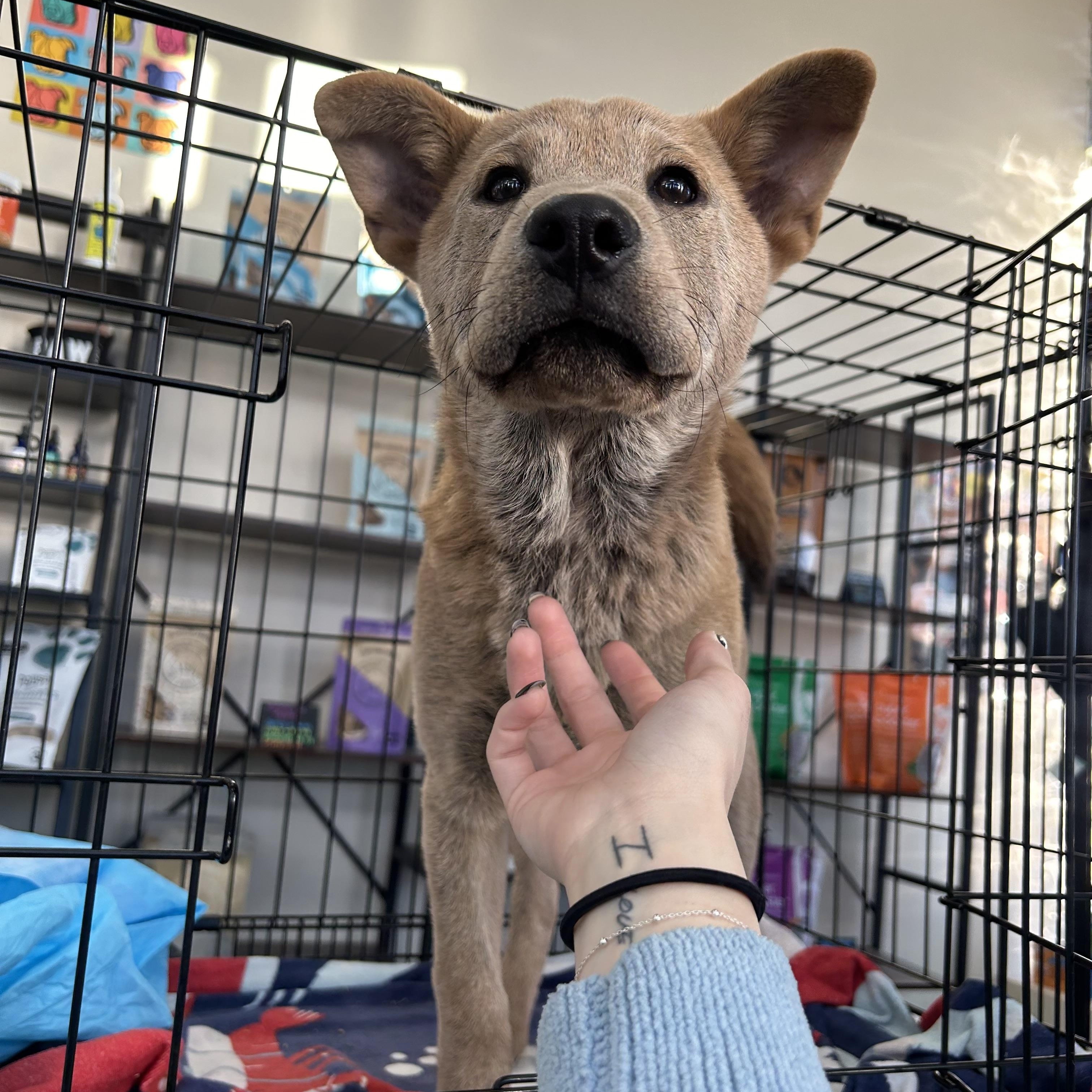 Dog for adoption - Pumpkin pie, a German Shepherd Dog & Labrador Retriever Mix in Evergreen, CO ...