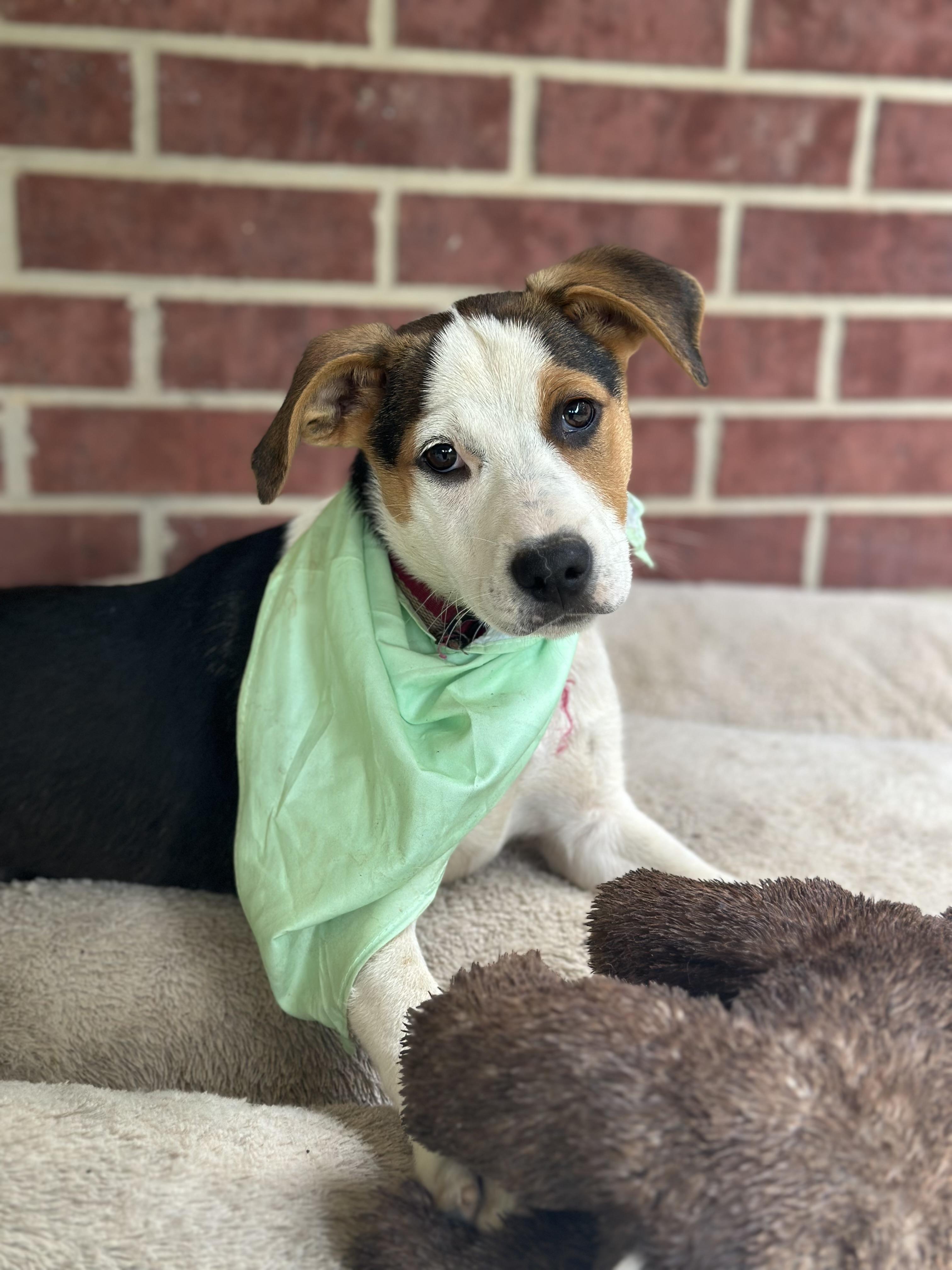 Dog for adoption - Laken, an Australian Cattle Dog / Blue Heeler ...