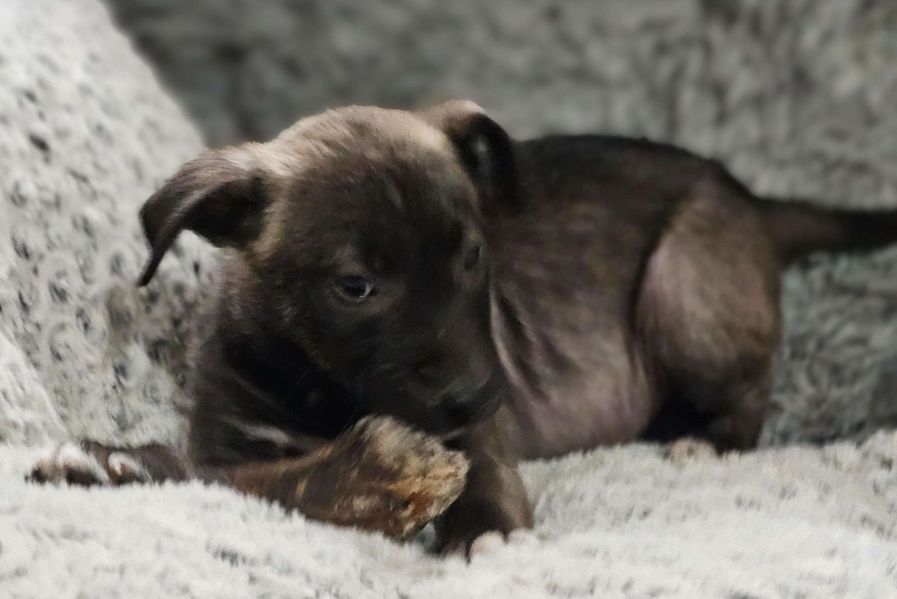 Dog for adoption - Beau, a Mixed Breed in Lincoln, NE | Petfinder