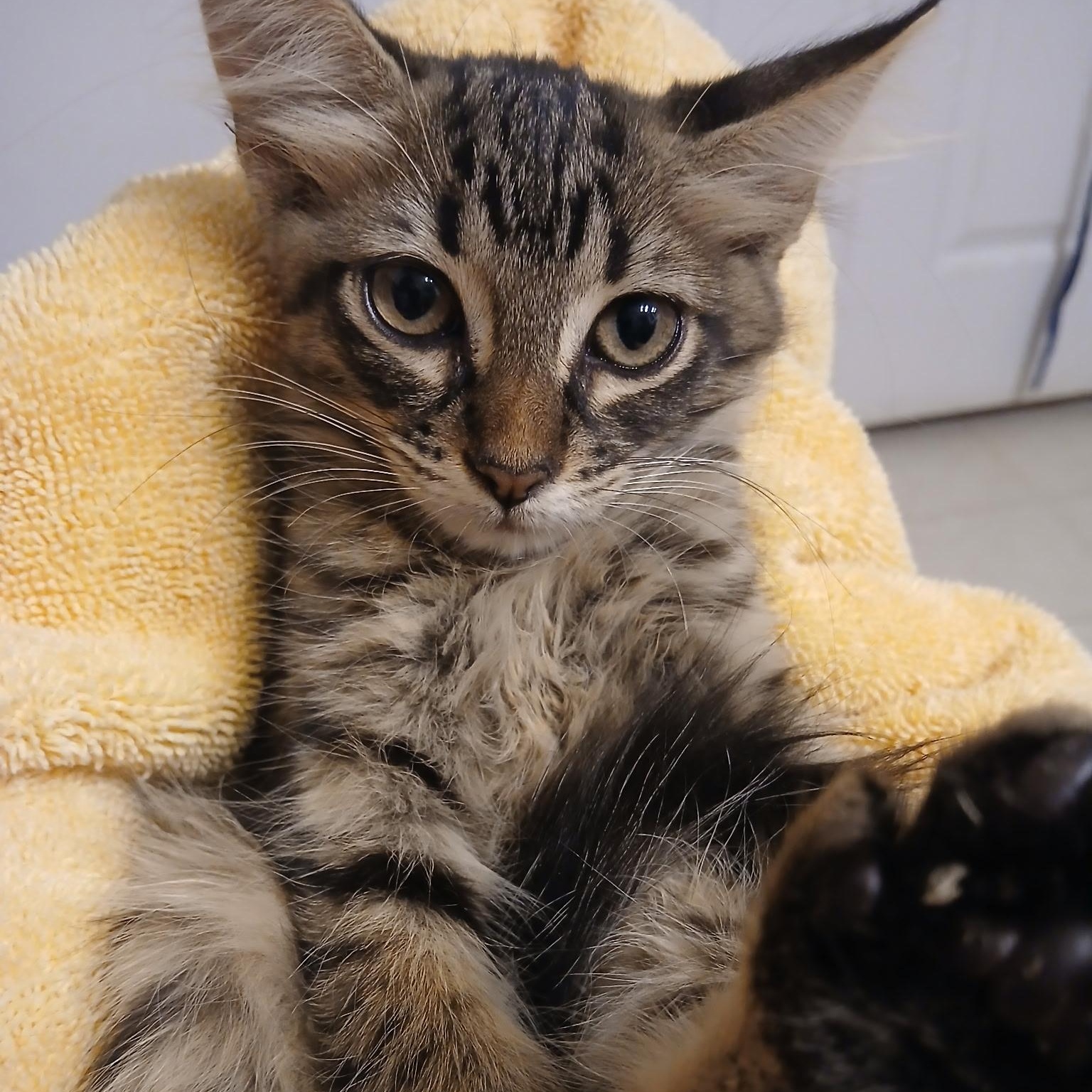 Cat for adoption - Mina, an Extra-Toes Cat / Hemingway Polydactyl Mix ...