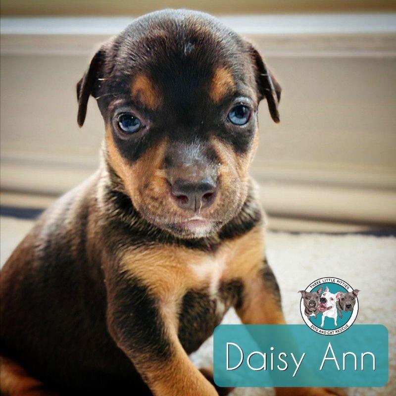 Dog for adoption - Daisy Ann Marie, an American Staffordshire Terrier ...