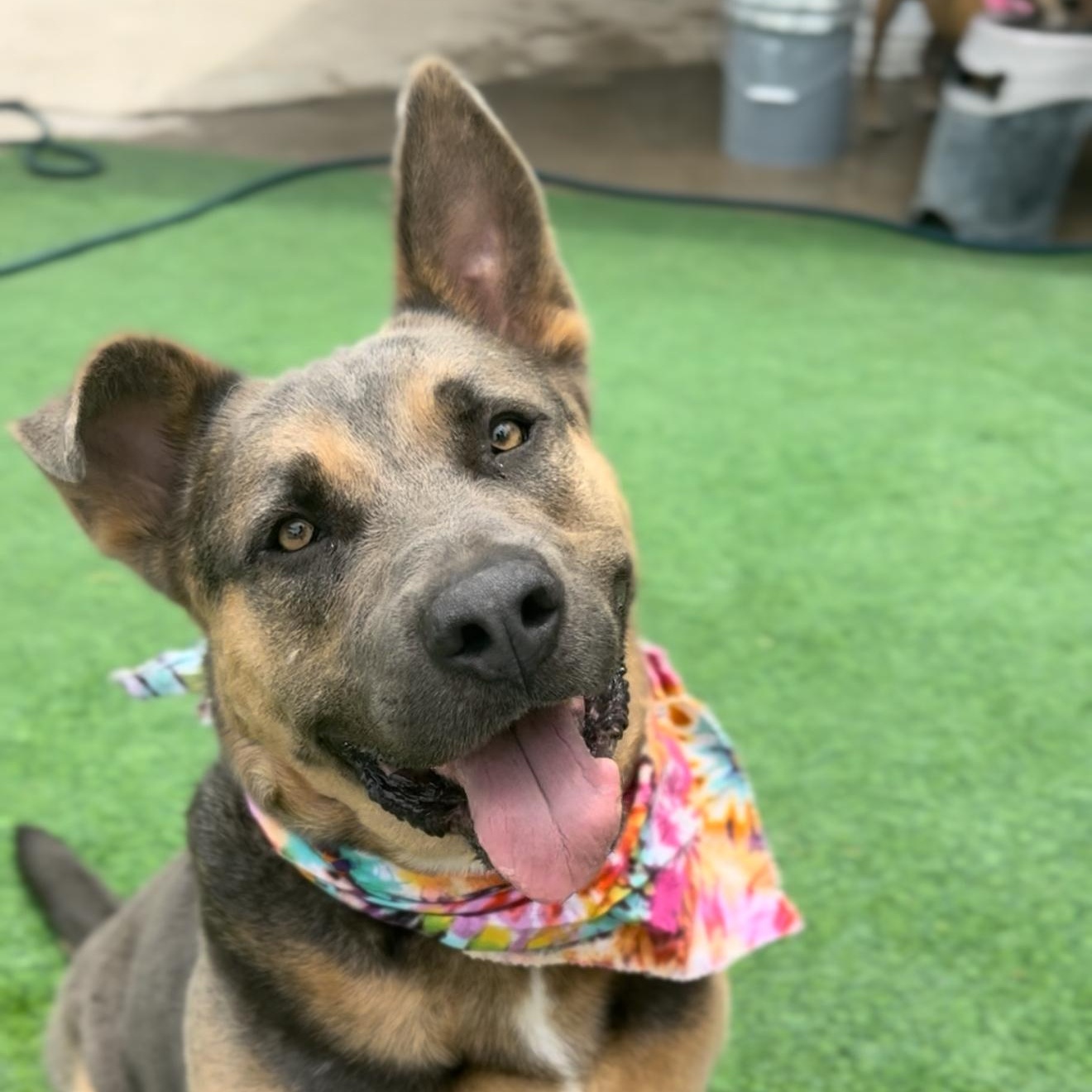 Dog for adoption - Atticus, a German Shepherd Dog Mix in Denver, CO | Petfinder