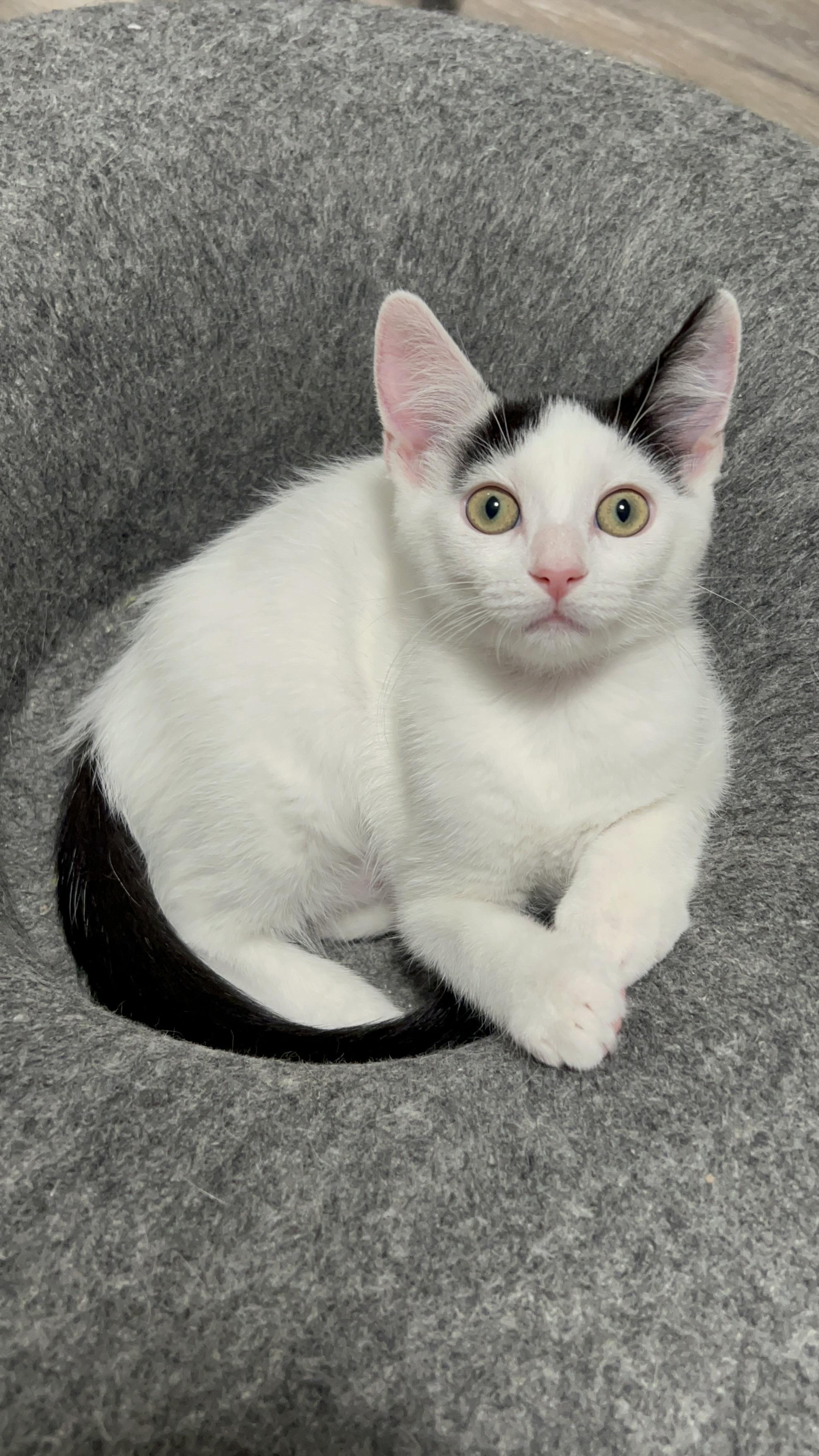 Cat for adoption - Toupee, a Domestic Short Hair in Royal Oak, MI ...