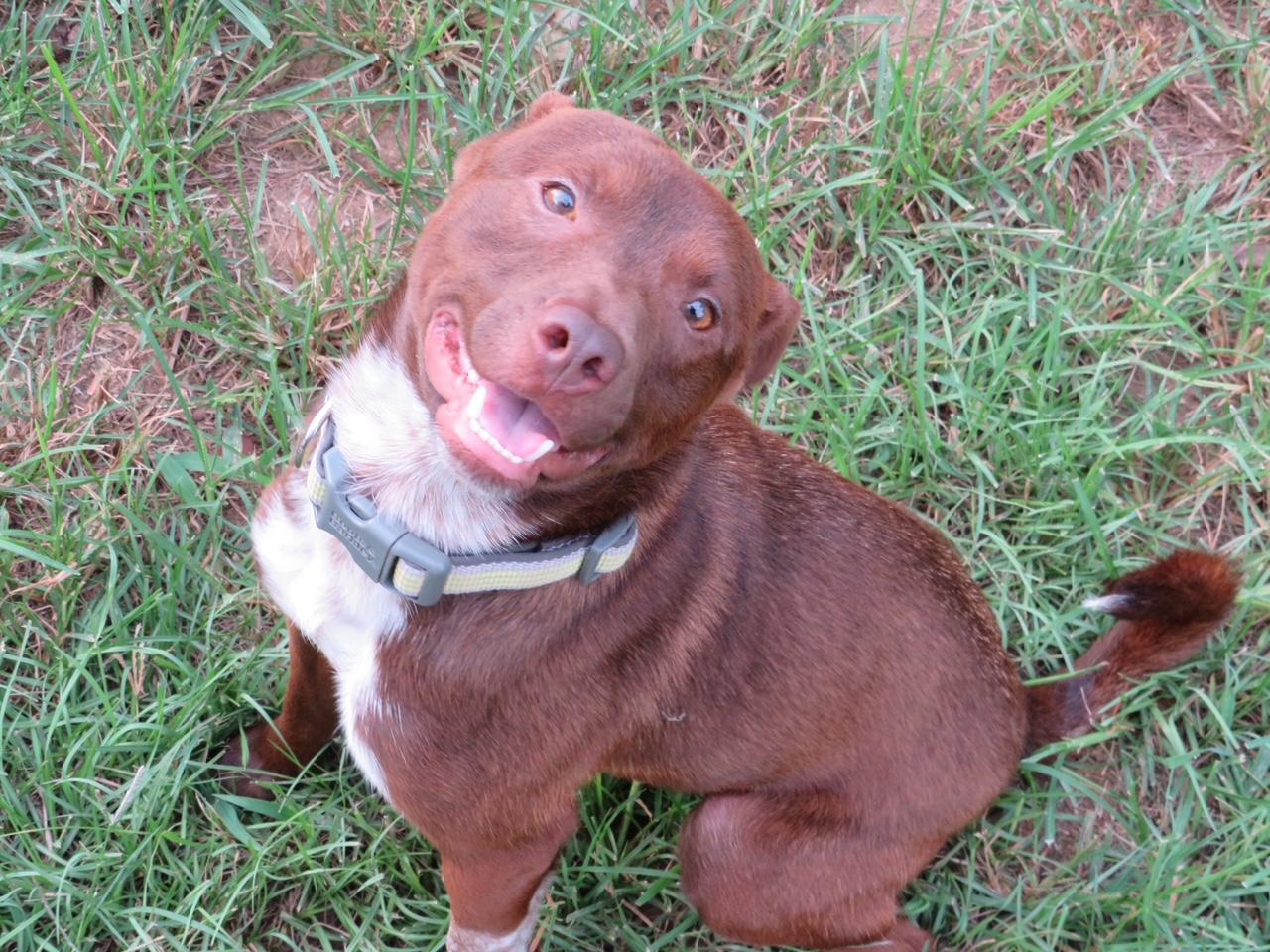Dog for adoption - Captain, a Jack Russell Terrier & Labrador Retriever Mix in Waxhaw, NC ...