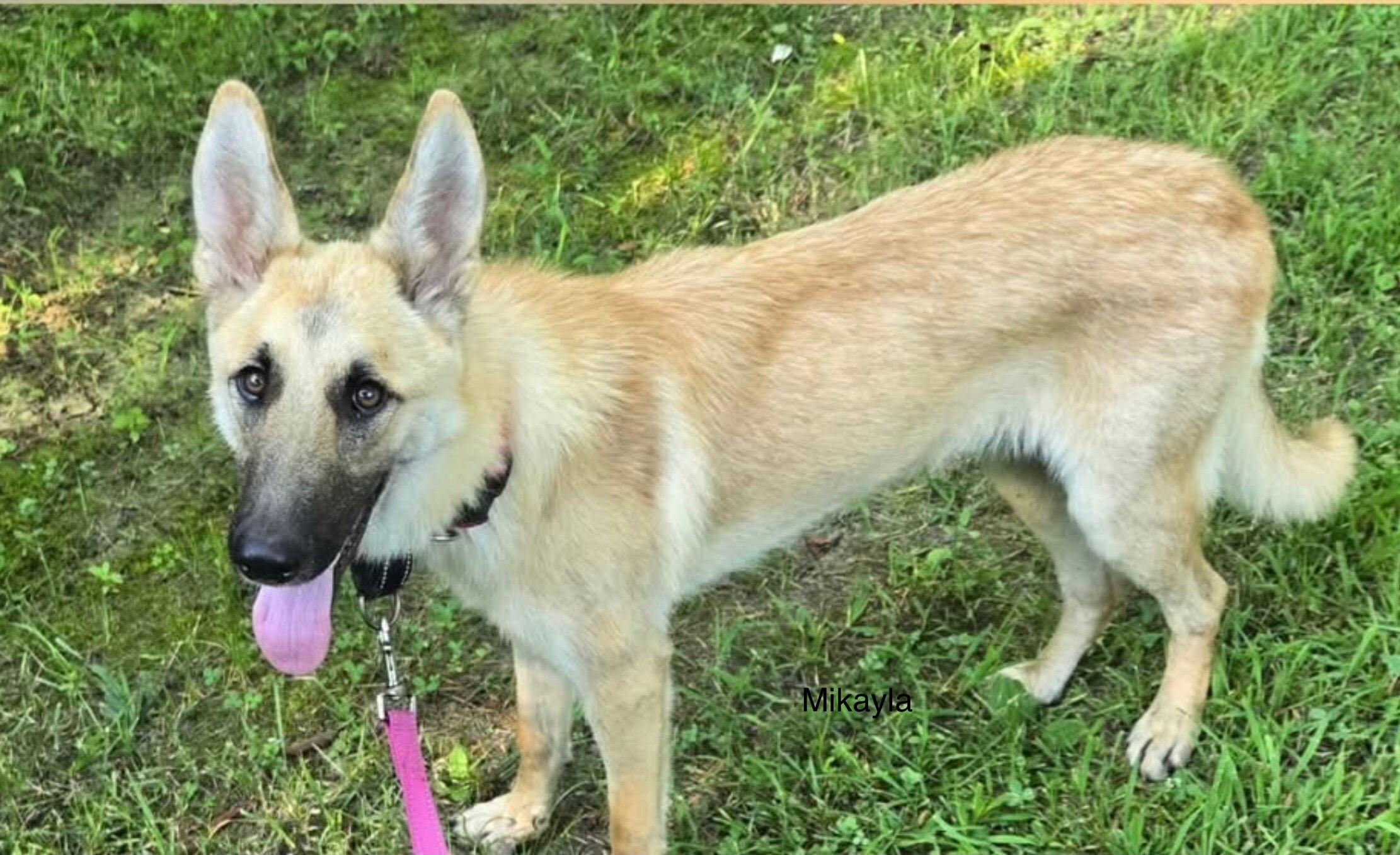 Dog for adoption - Mikayla, a Belgian Shepherd / Malinois & German ...