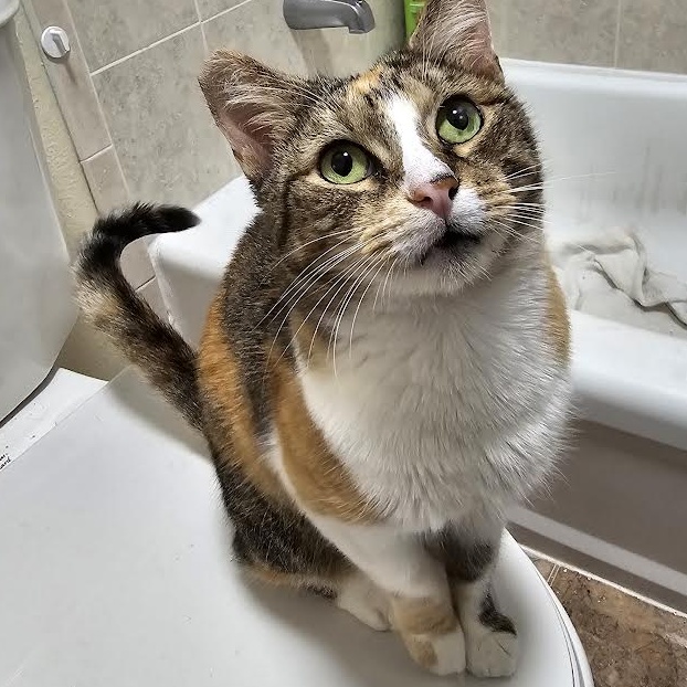 Cat for adoption - Milka, a Calico & Tabby Mix in Boston, MA | Petfinder