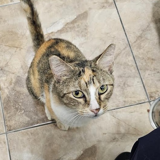 Cat for adoption - Milka, a Calico & Tabby Mix in Boston, MA | Petfinder