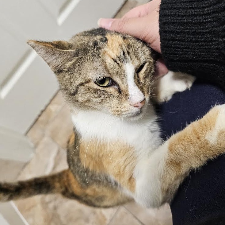 Cat for adoption - Milka, a Calico & Tabby Mix in Boston, MA | Petfinder