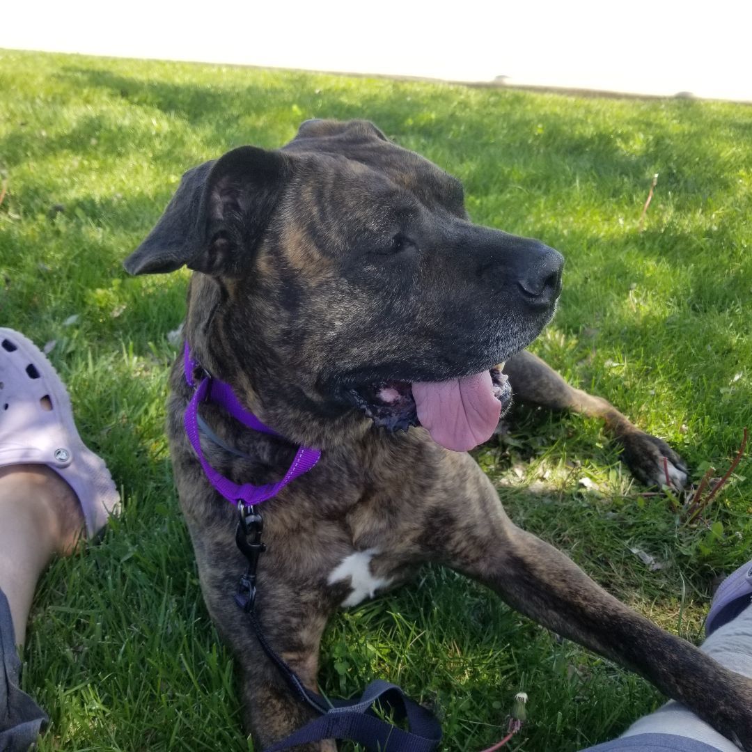 Dog for adoption - Dually Anna, a Cane Corso & Mastiff Mix in ...