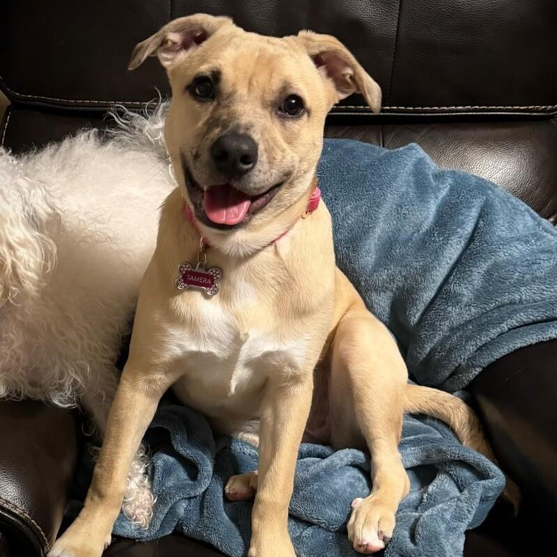Dog for adoption - Honey Bee, an American Staffordshire Terrier & Pit ...