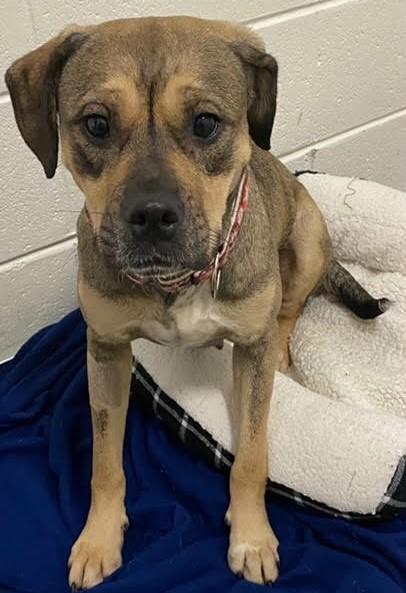 Dog for adoption - Layla (Sweet Family Companion), a Boxer & Puggle Mix ...