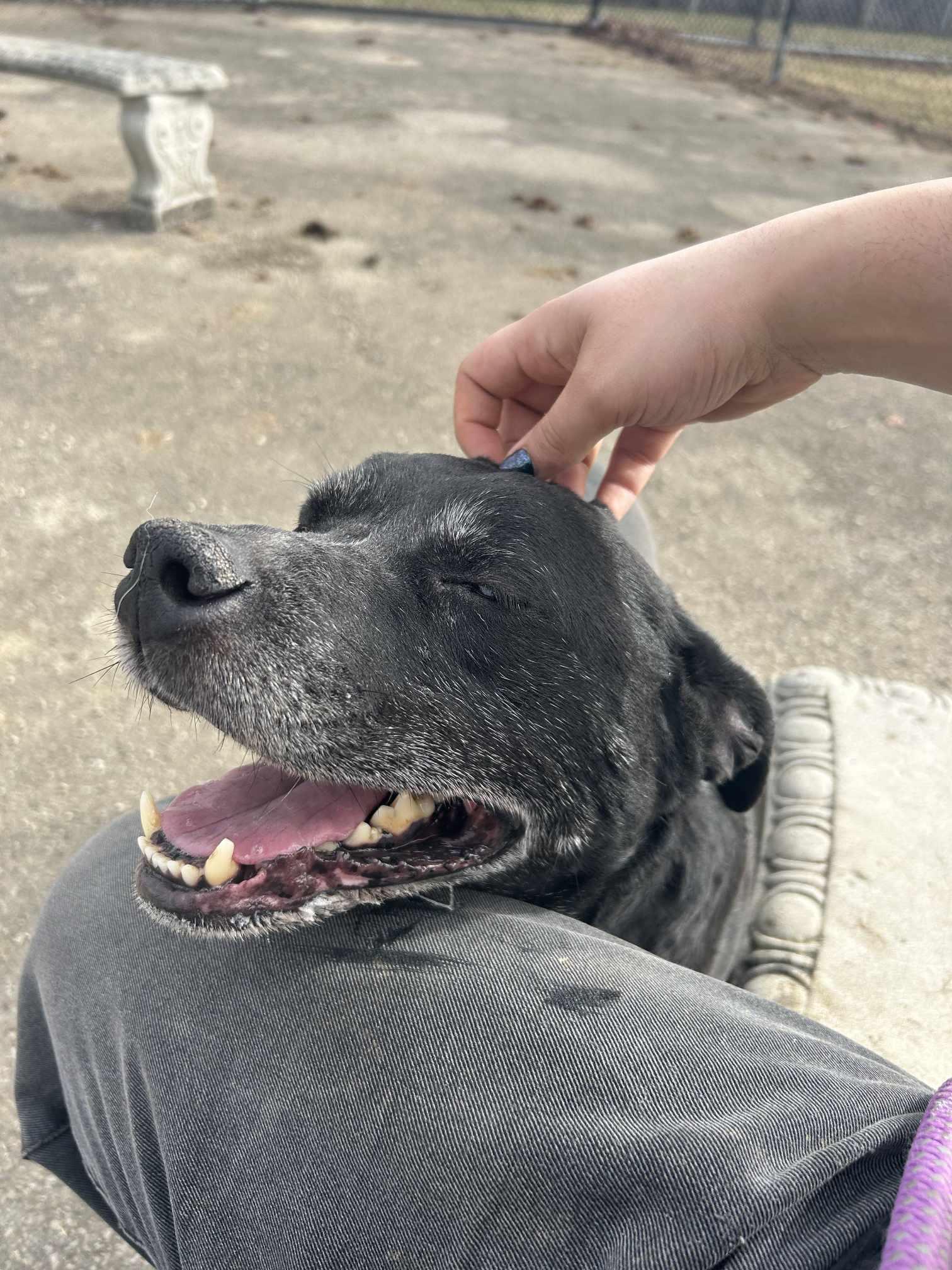 Dog for adoption - Skipper, a Labrador Retriever Mix in Muncie, IN ...